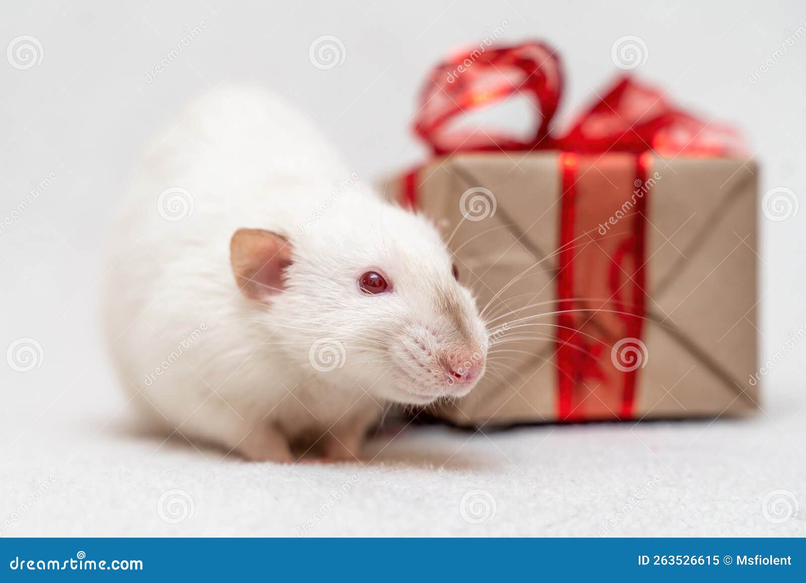 White Rat Gift. the Rat Sits on a White Carpet with a Gift Box with a ...