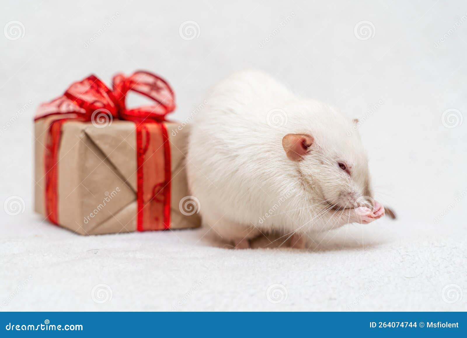 White Rat Gift. the Rat Sits on a White Carpet with a Gift Box with a ...
