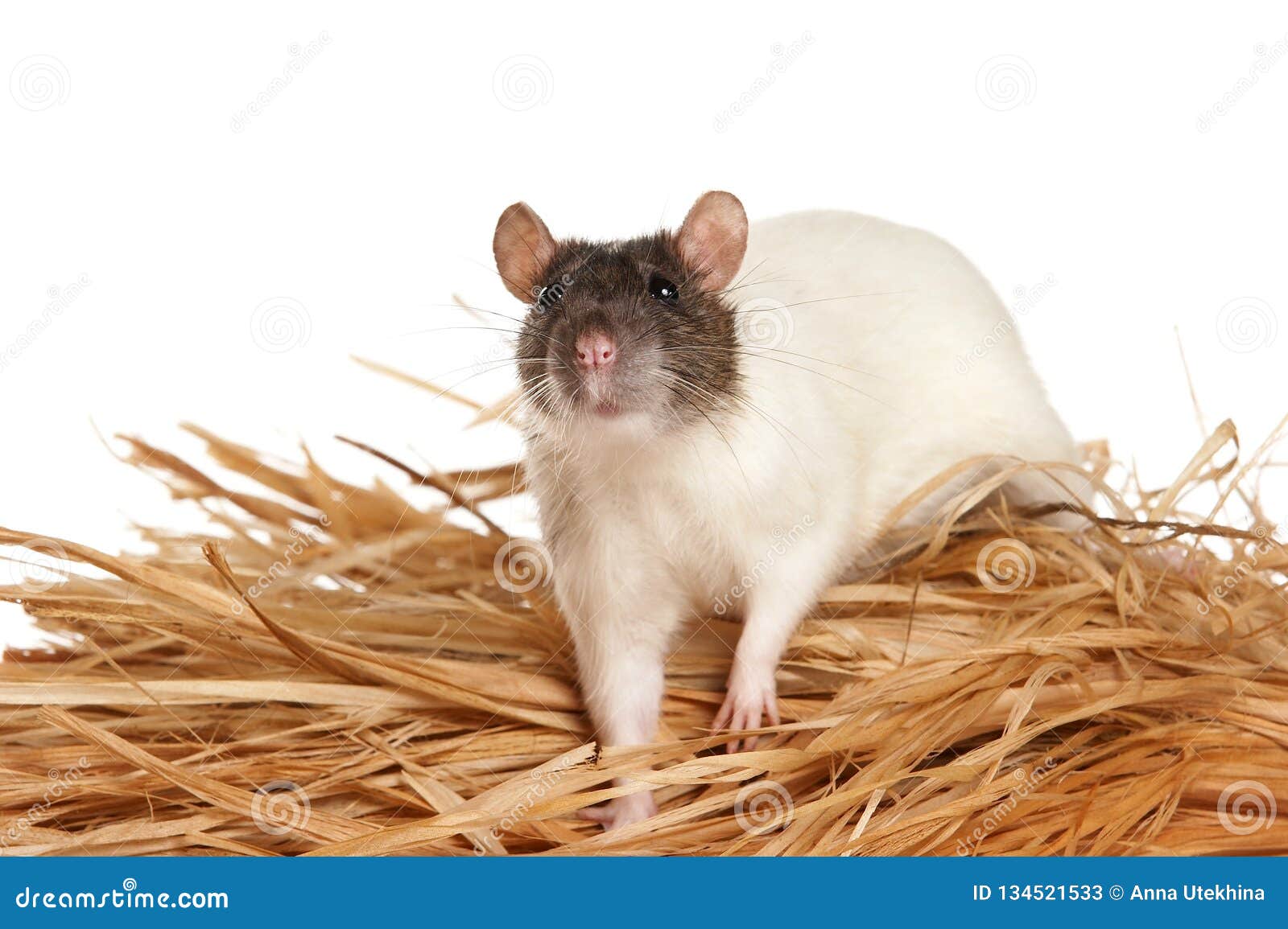 White rat and hay stock image. Image of nose, pest, isolated - 134521533