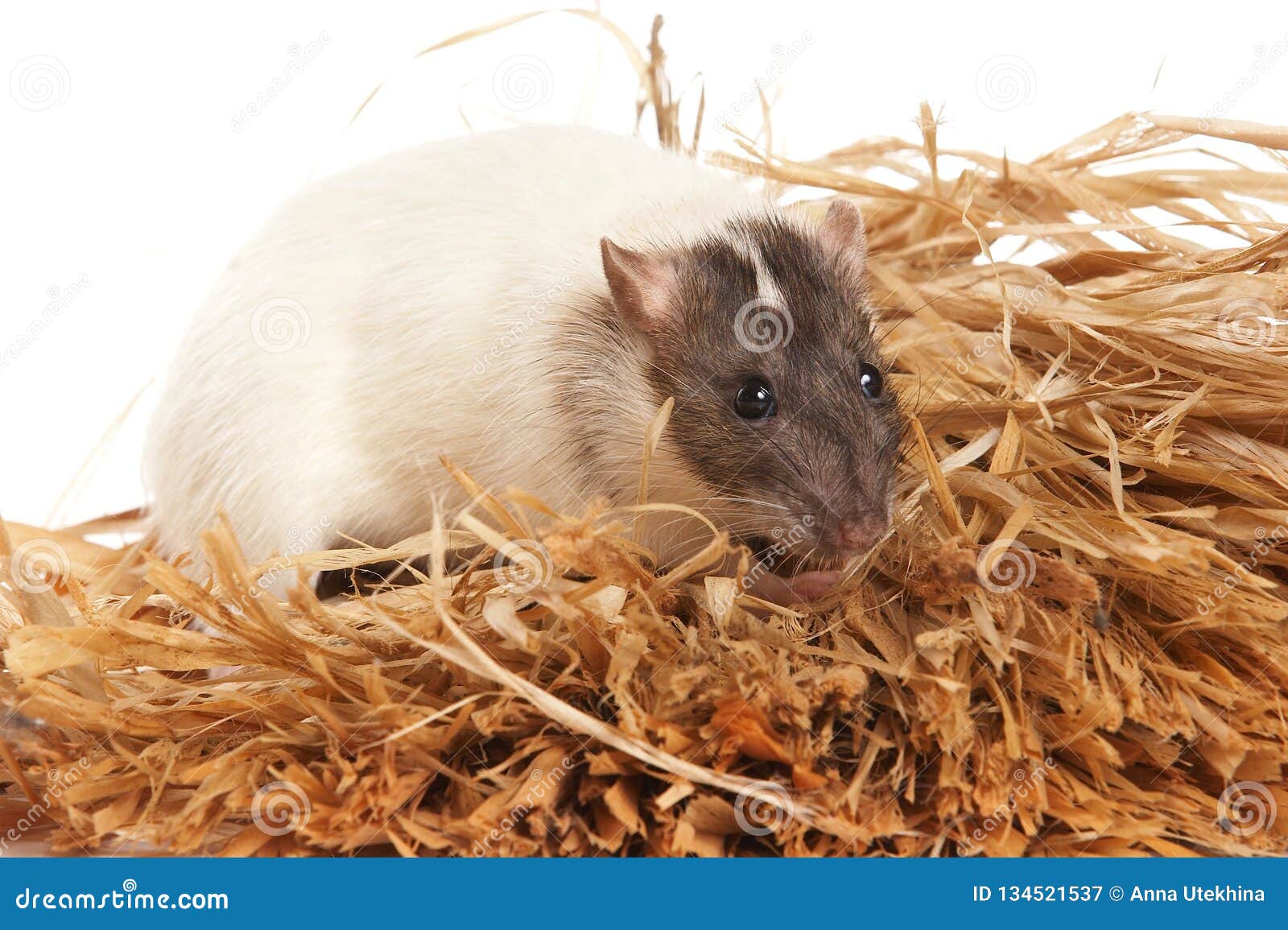 White rat and hay stock image. Image of pest, white - 134521537