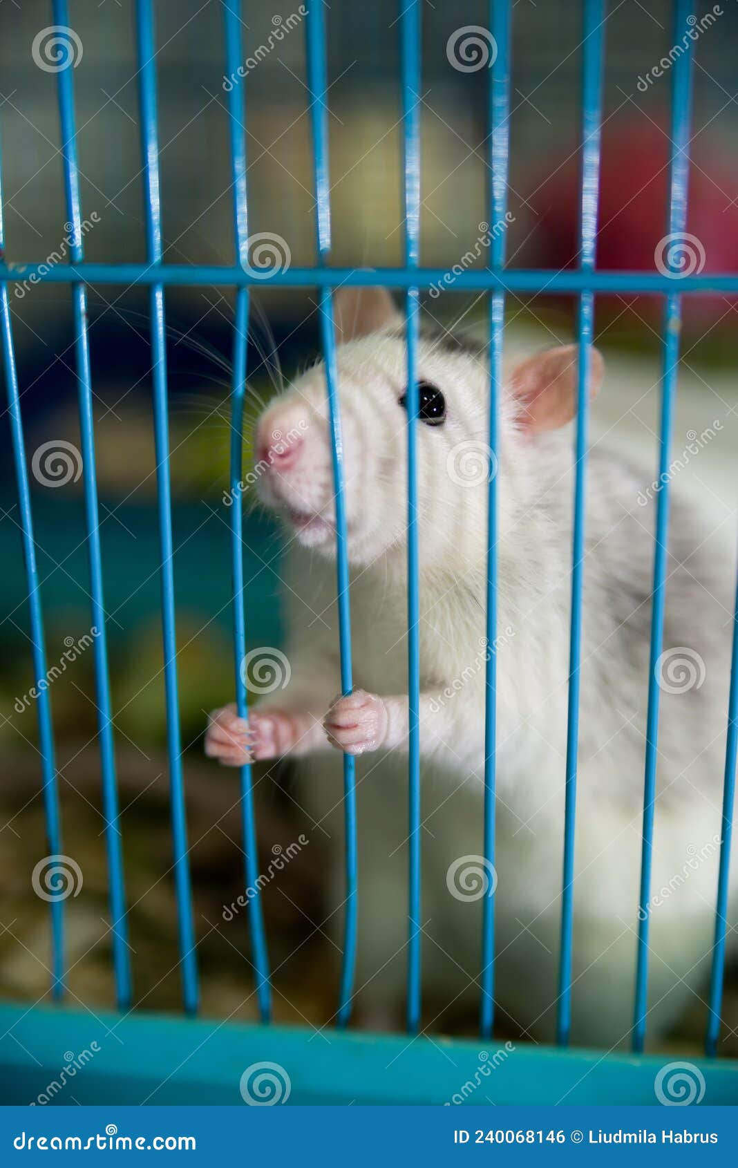 White Rat is Held by the Legs in the Cage Stock Photo - Image of ...