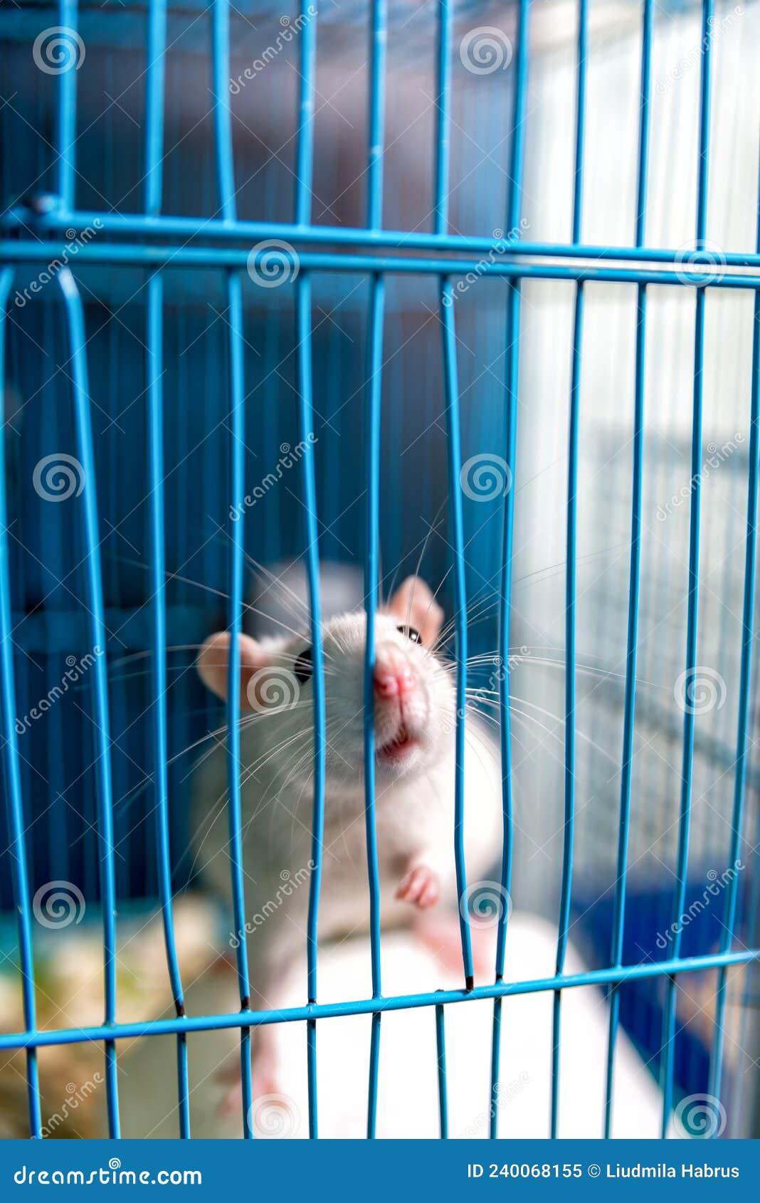 White Rat is Held by the Legs in the Cage Stock Image - Image of ...