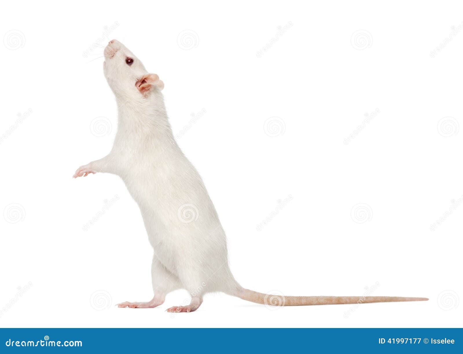 White Rat on Hind Legs (8 Months Old), Isolated Stock Image - Image of ...
