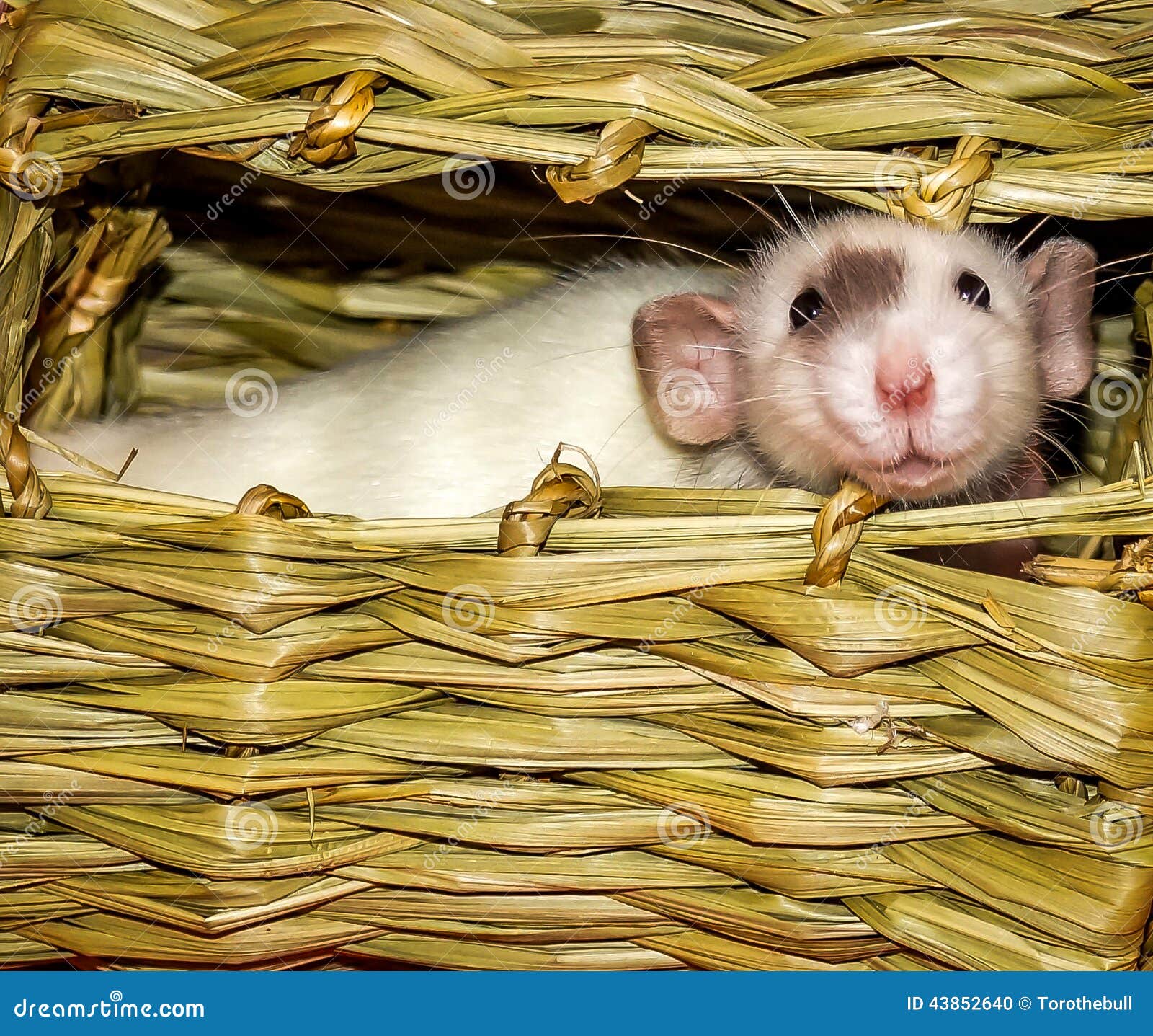 White Rat Inside Hay Chew Hut Stock Photo - Image of petrat, pets: 43852640
