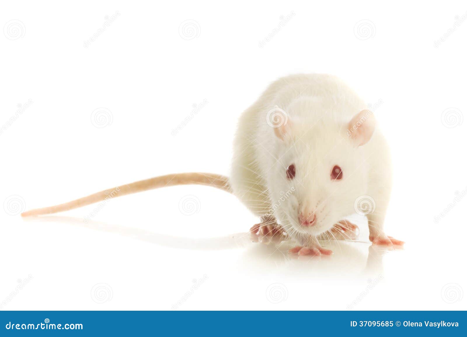 White rat isolated stock image. Image of pest, white - 37095685