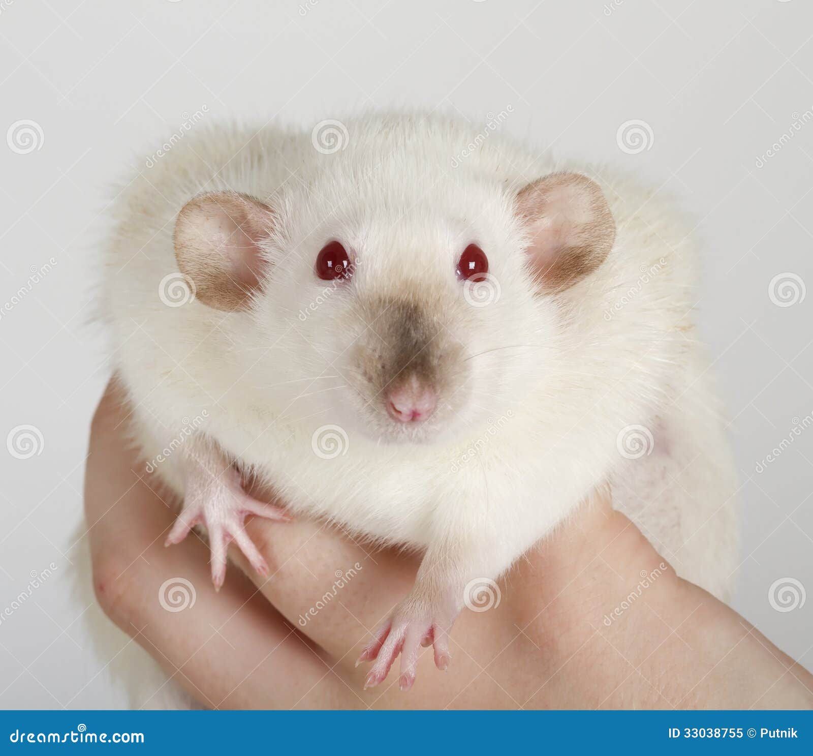 White rat stock image. Image of curiosity, medic, nose - 33038755