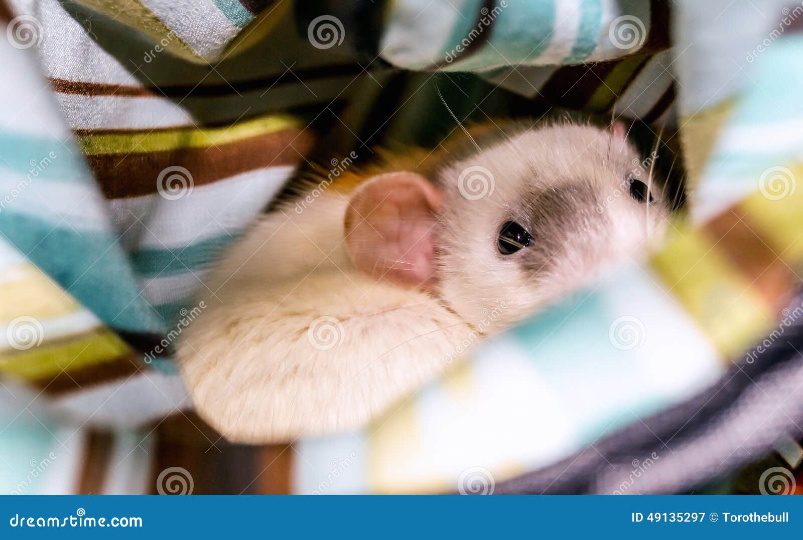 White Rat Looking at Camera Stock Image - Image of ratbaby, furbaby ...