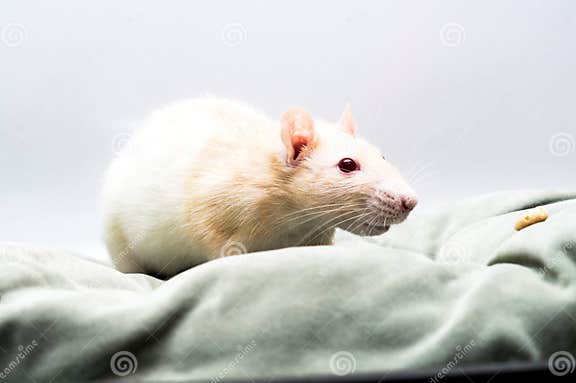 White rat with red eyes stock image. Image of cute, curiosity - 170940793