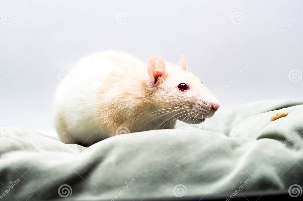 White rat with red eyes stock image. Image of cute, curiosity - 170940793