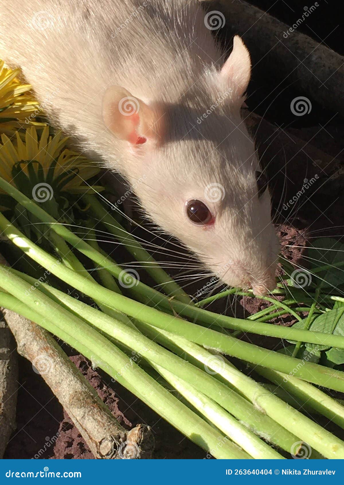 White rat stock photo. Image of squirrel, name, white - 263640404