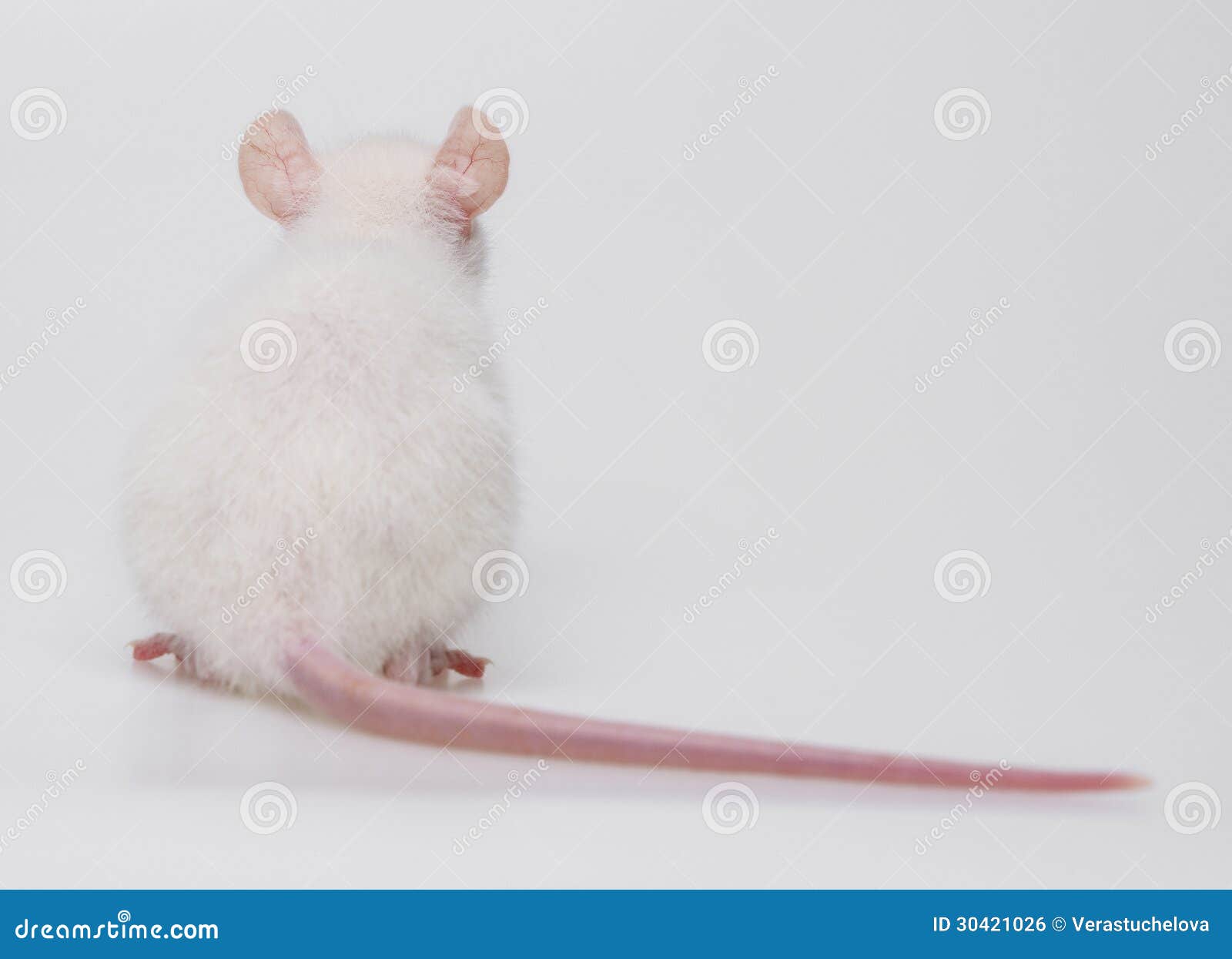 White rat sitting stock photo. Image of isolation, mouse - 30421026