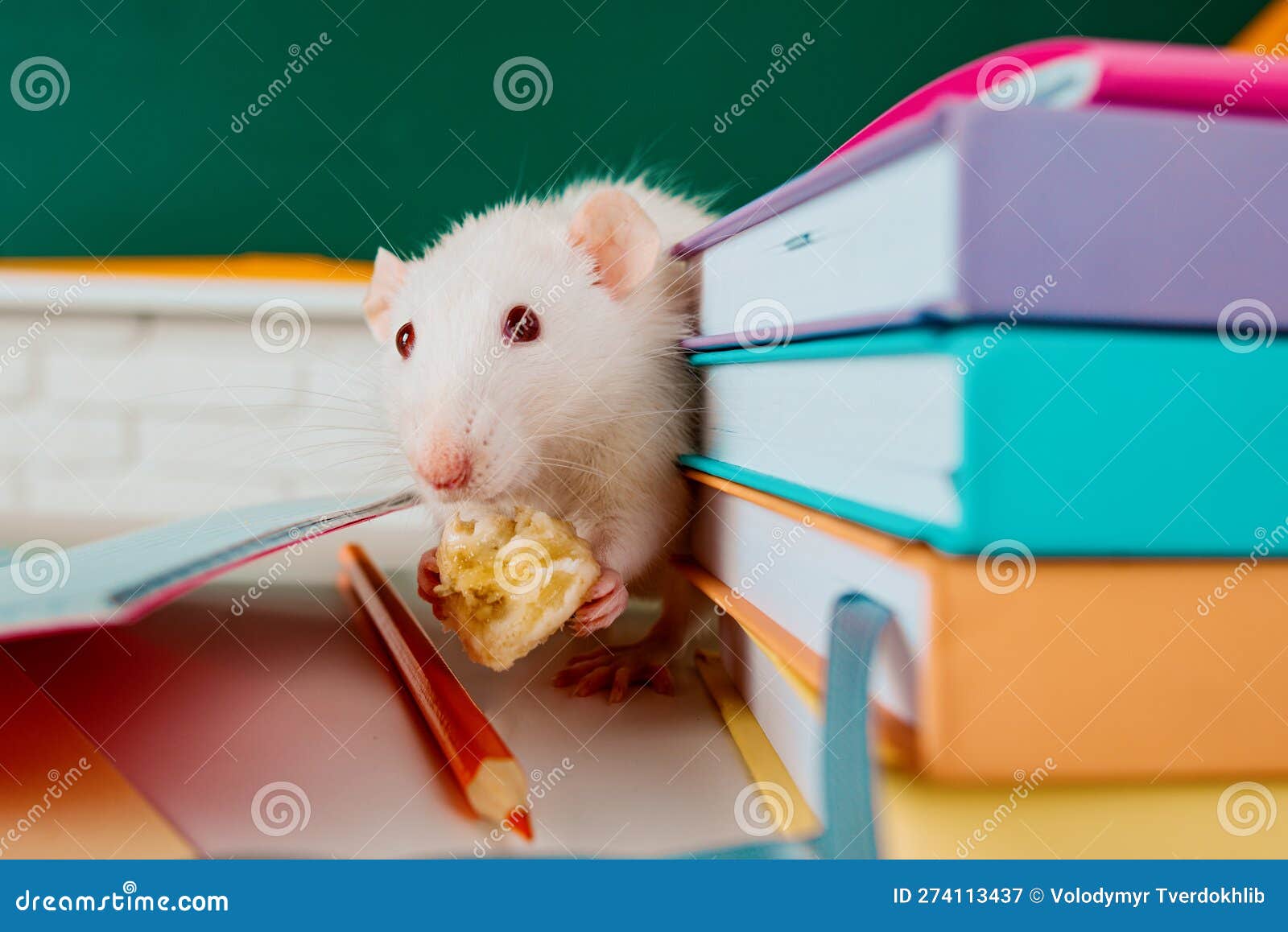 White Rat Sitting on Books. the Concept of Education, School. Stock ...