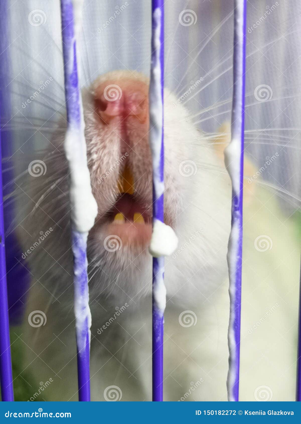White Rat Sitting in a Cage. Muzzle a Mouse Large Plan Stock Photo ...