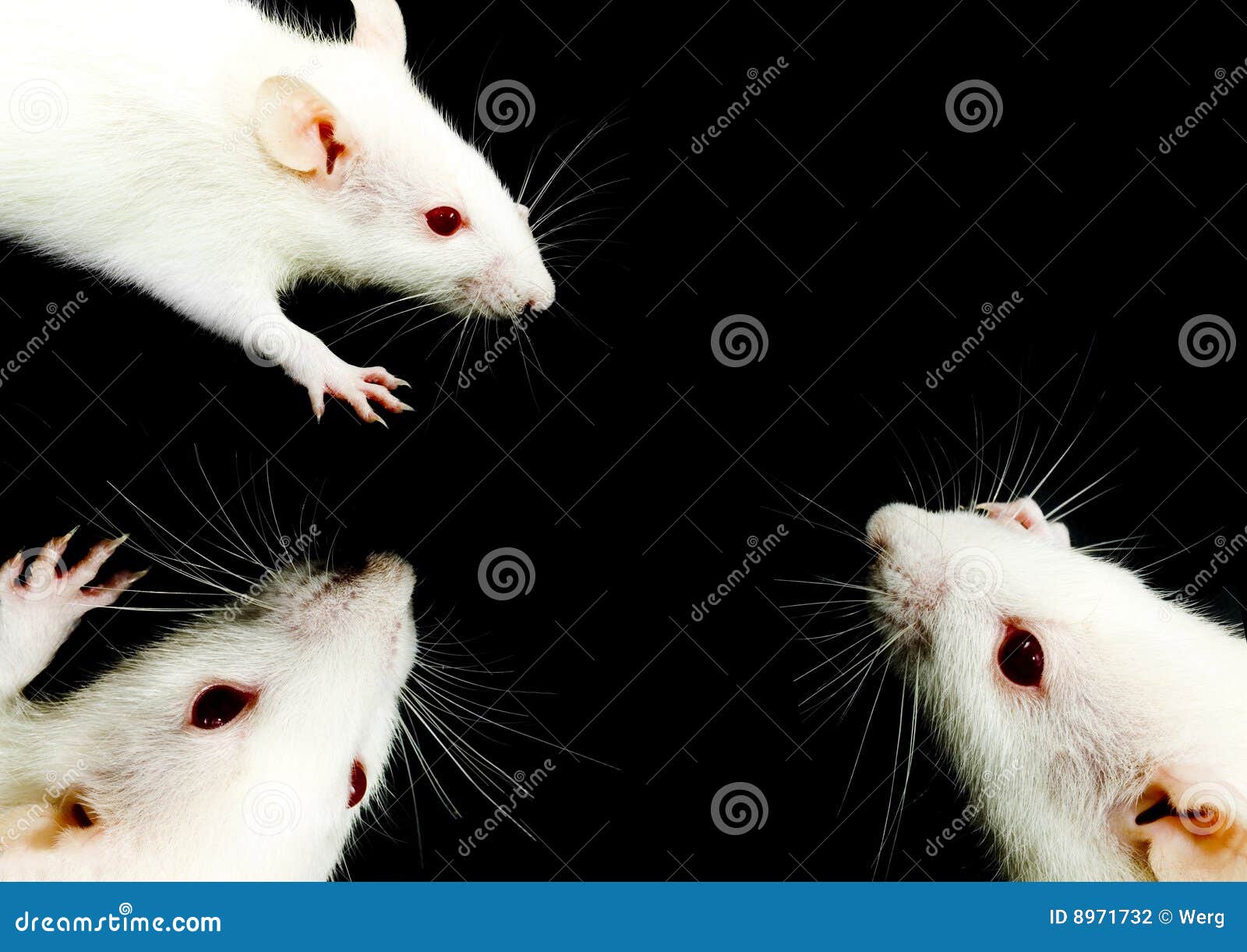 White Rat Trio stock photo. Image of tail, animal, whisker - 8971732