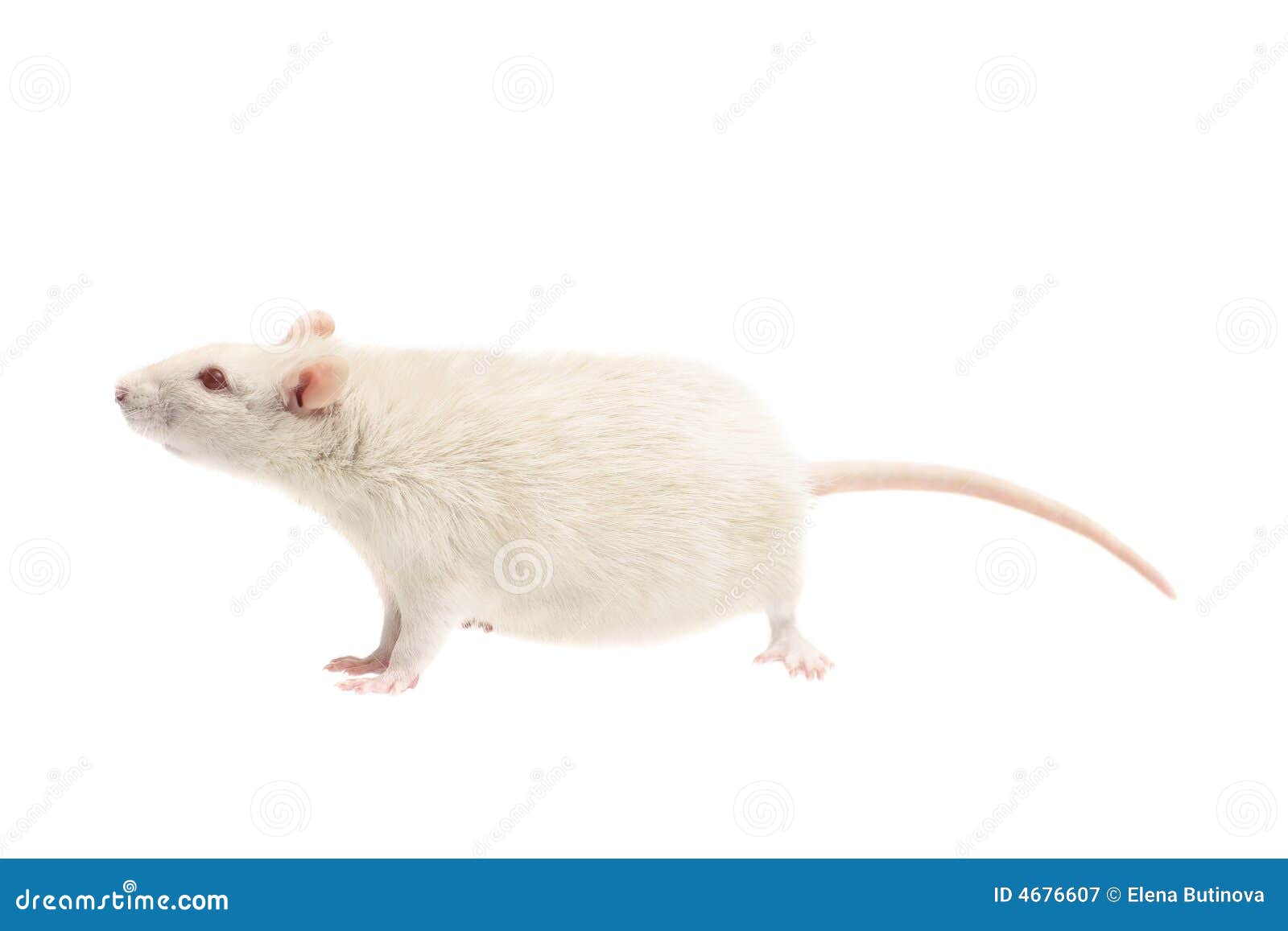 White Rat on White Background Stock Image - Image of whisker, cute: 4676607
