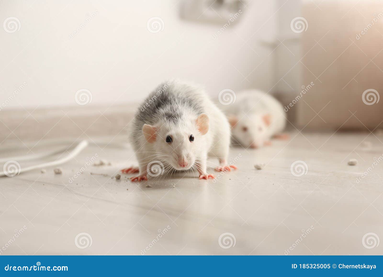 White Rats on Floor. Pest Control Stock Image - Image of danger ...