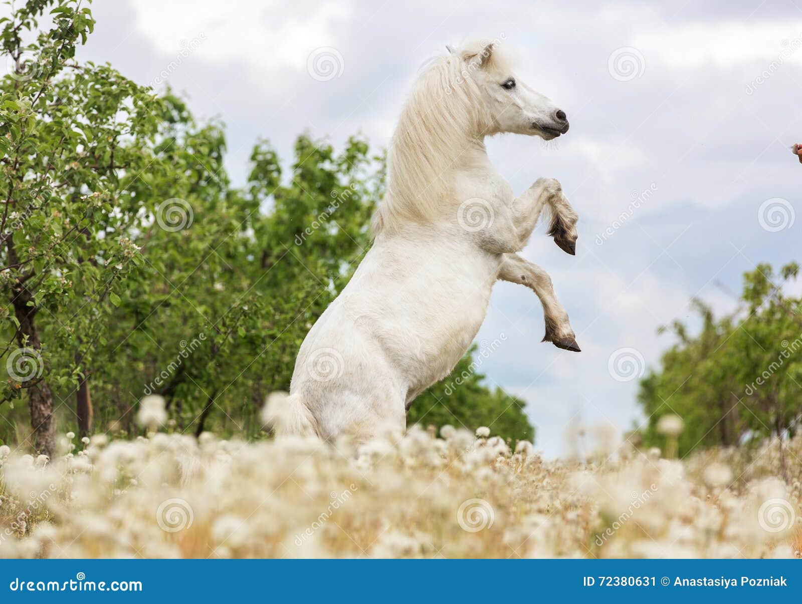 139 Rearing Pony Photos - Free & Royalty-Free Stock Photos from Dreamstime