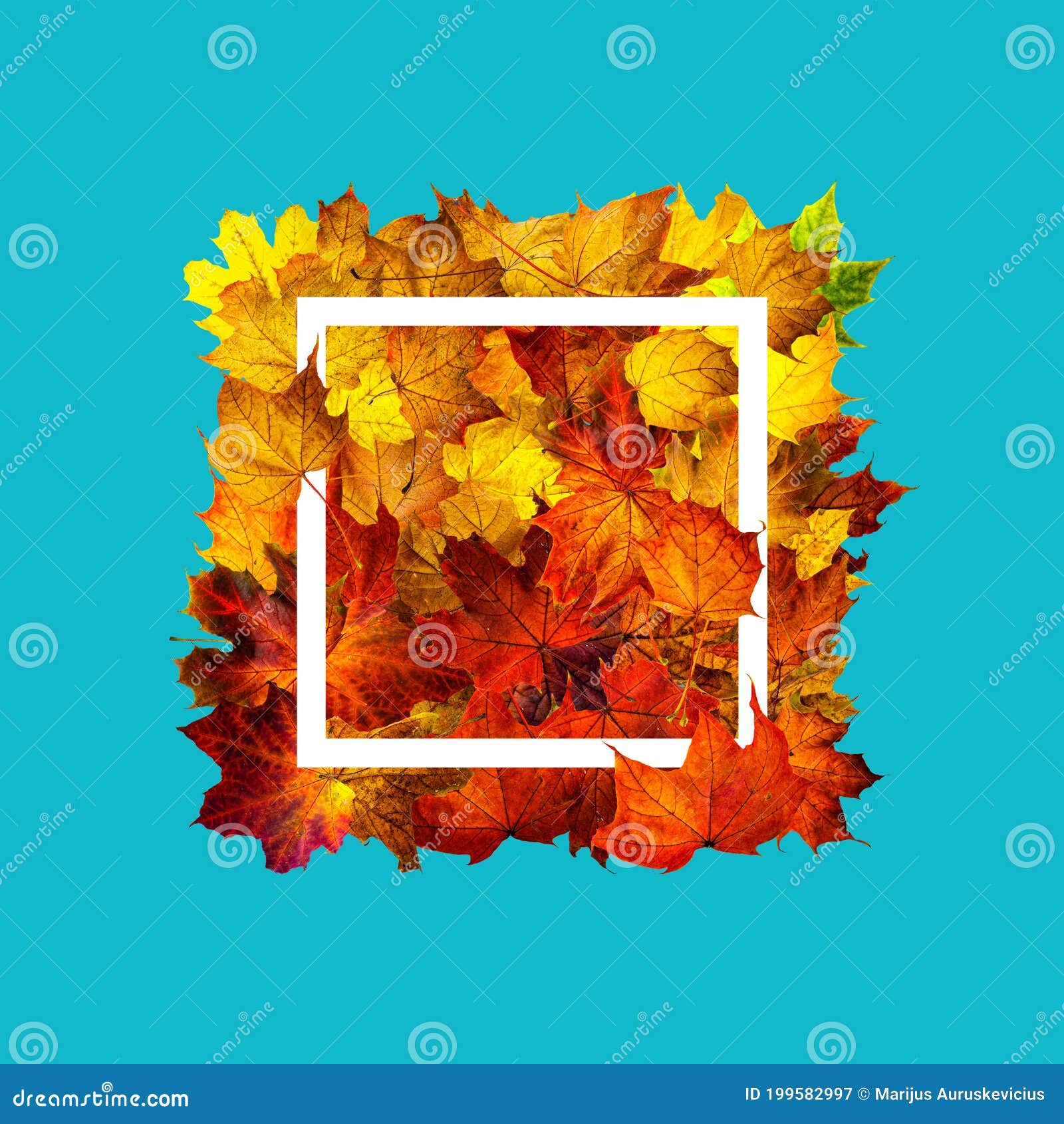 White Rectangle Frame and Colorful Autumn Maple Leaves Isolated on Aqua ...