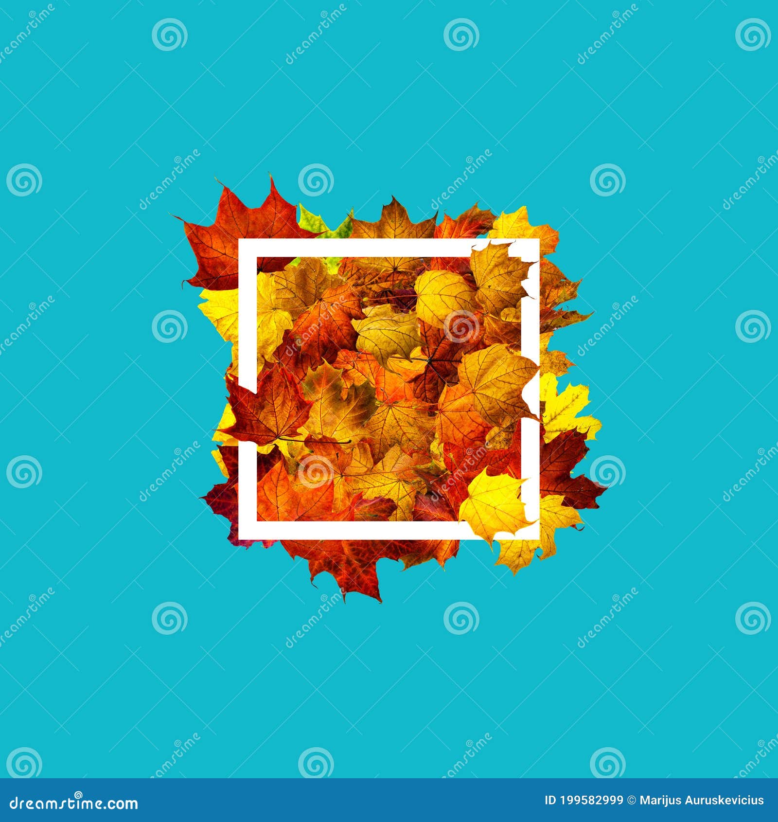 White Rectangle Frame and Colorful Autumn Maple Leaves Isolated on Aqua ...