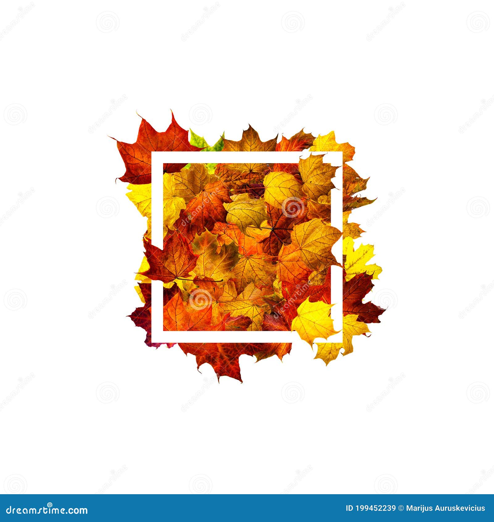 White Rectangle Frame and Colorful Autumn Maple Leaves Isolated on ...