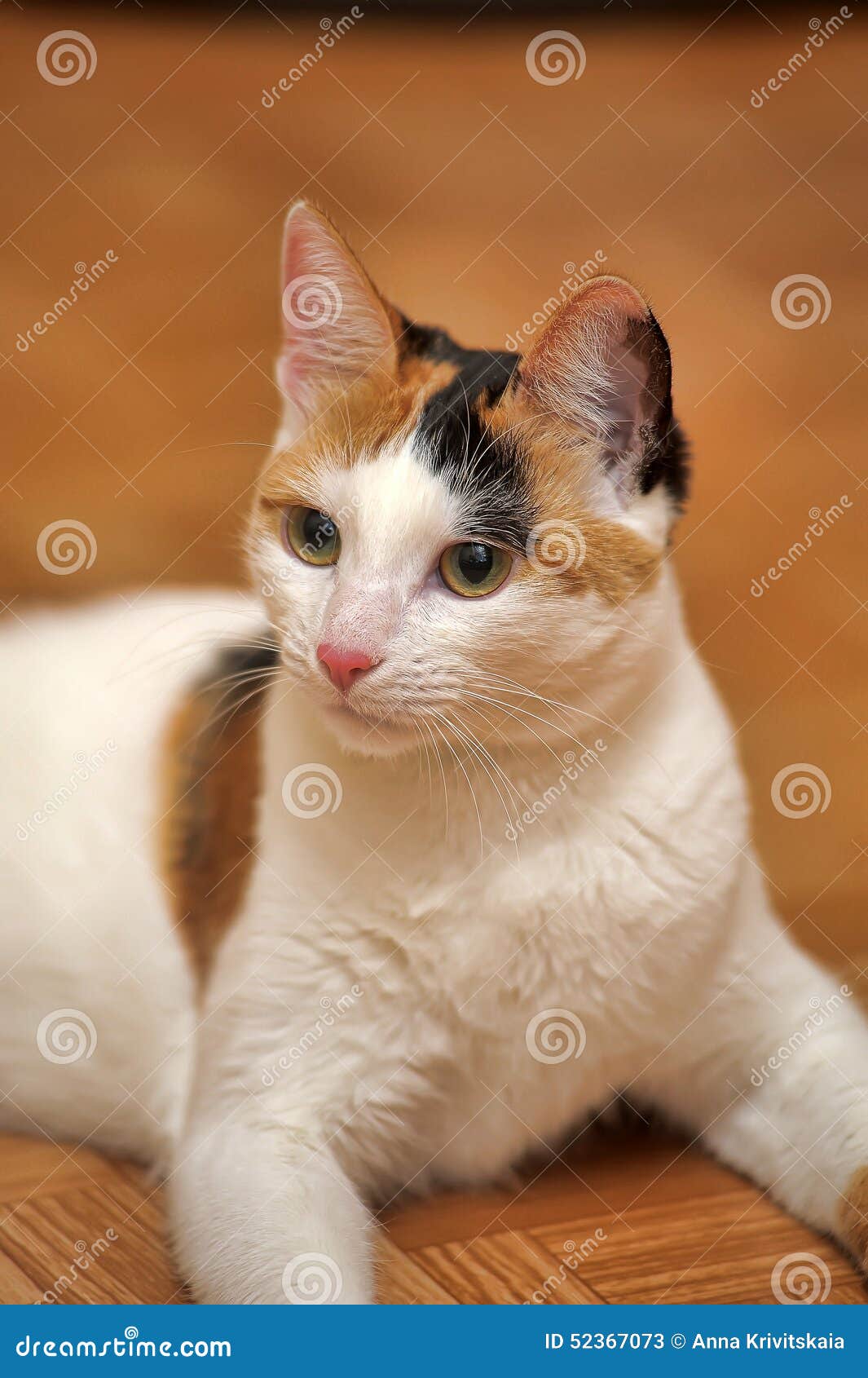 White with Red and Black Cat Stock Image - Image of eyes, animals: 52367073