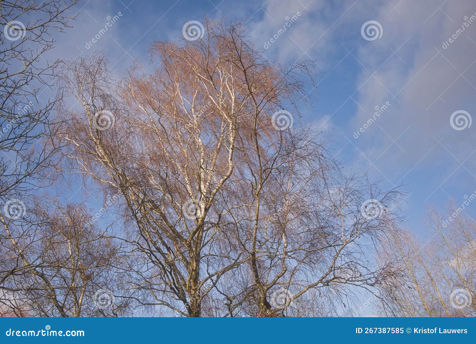 Canopy of a Bare Silver Birch Tree Stock Image - Image of park, clouds ...