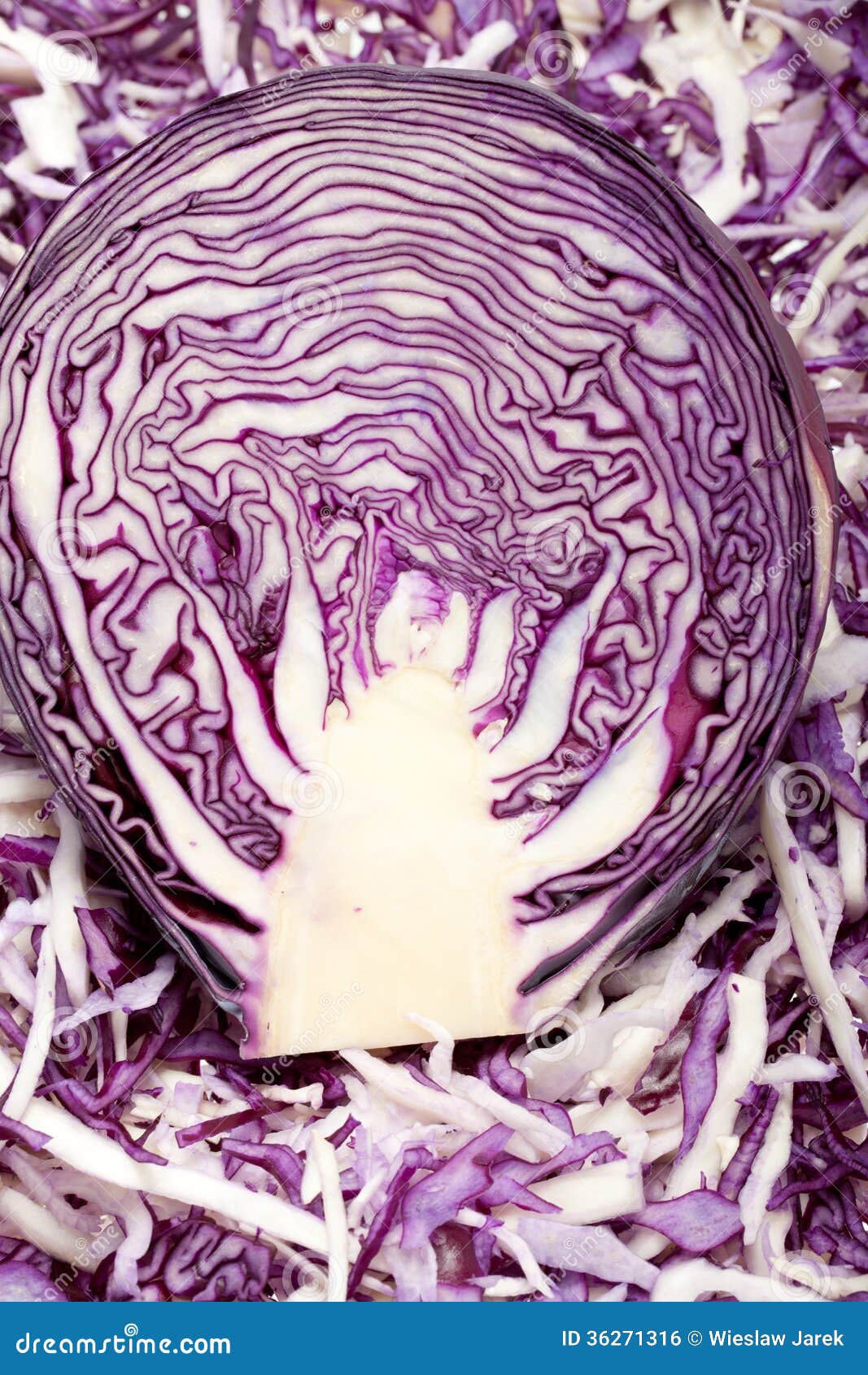 White and Red Cabbage stock photo. Image of eatable, knife - 36271316