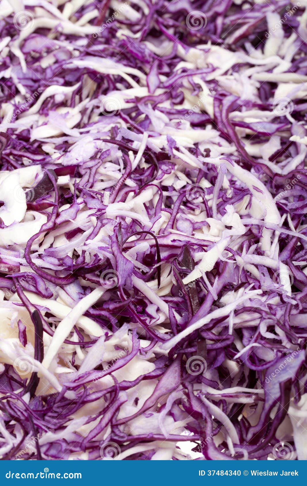 White and Red Cabbage stock photo. Image of ingredient - 37484340