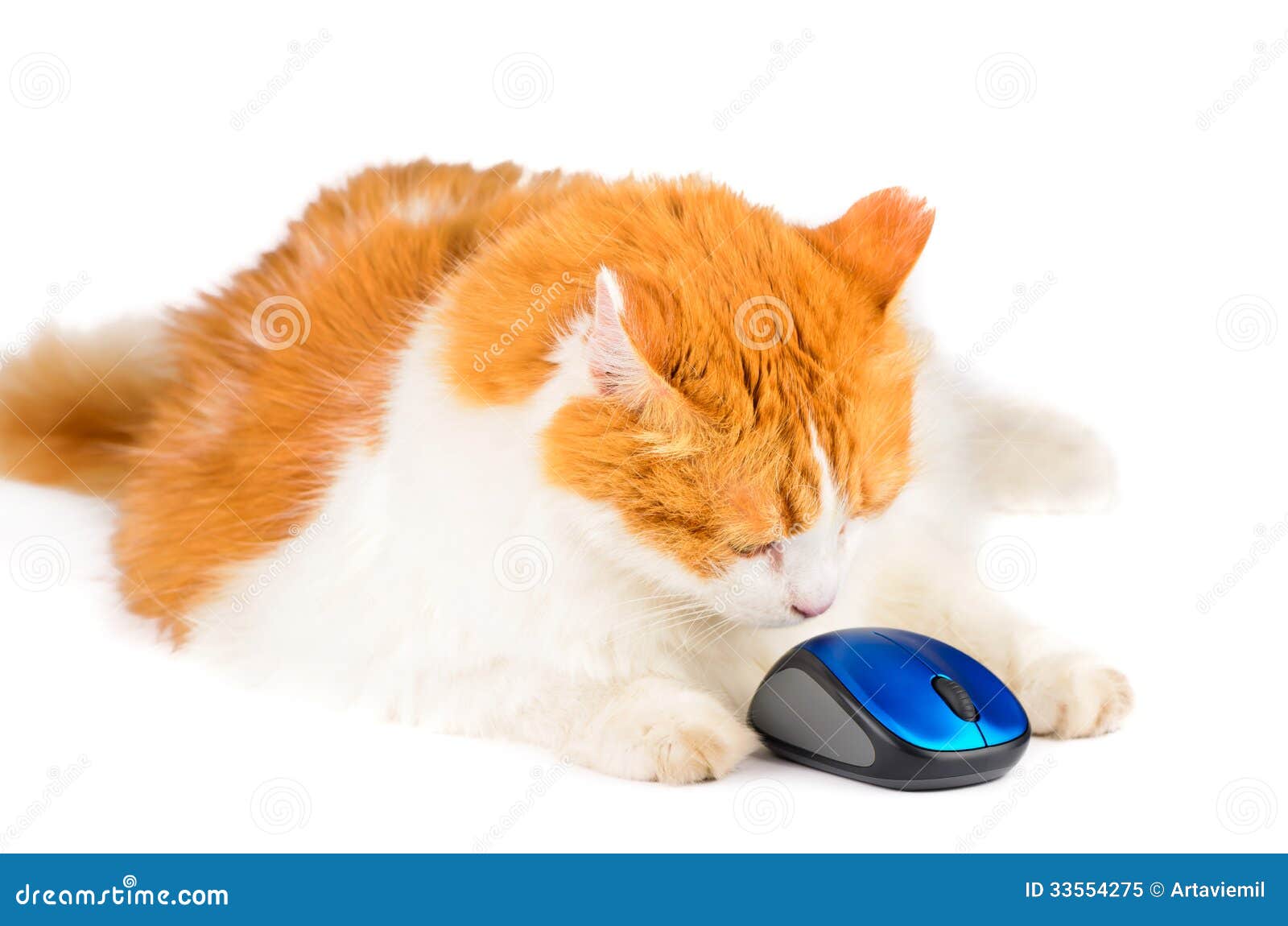 White and Red Cat and Computer Mouse Stock Image - Image of mouse ...
