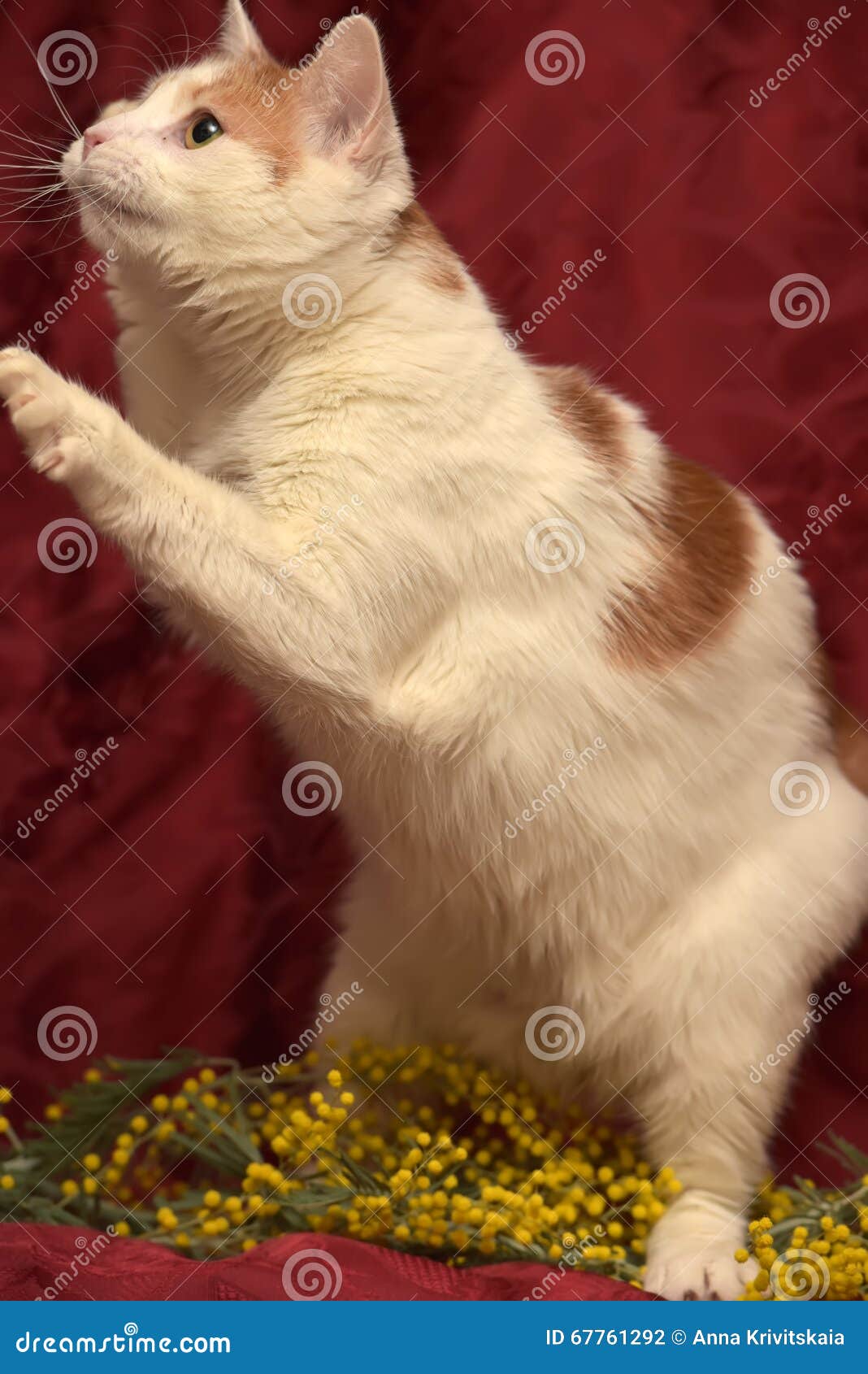 White with Red Cat and Mimosa Stock Photo - Image of firewood, beauty ...
