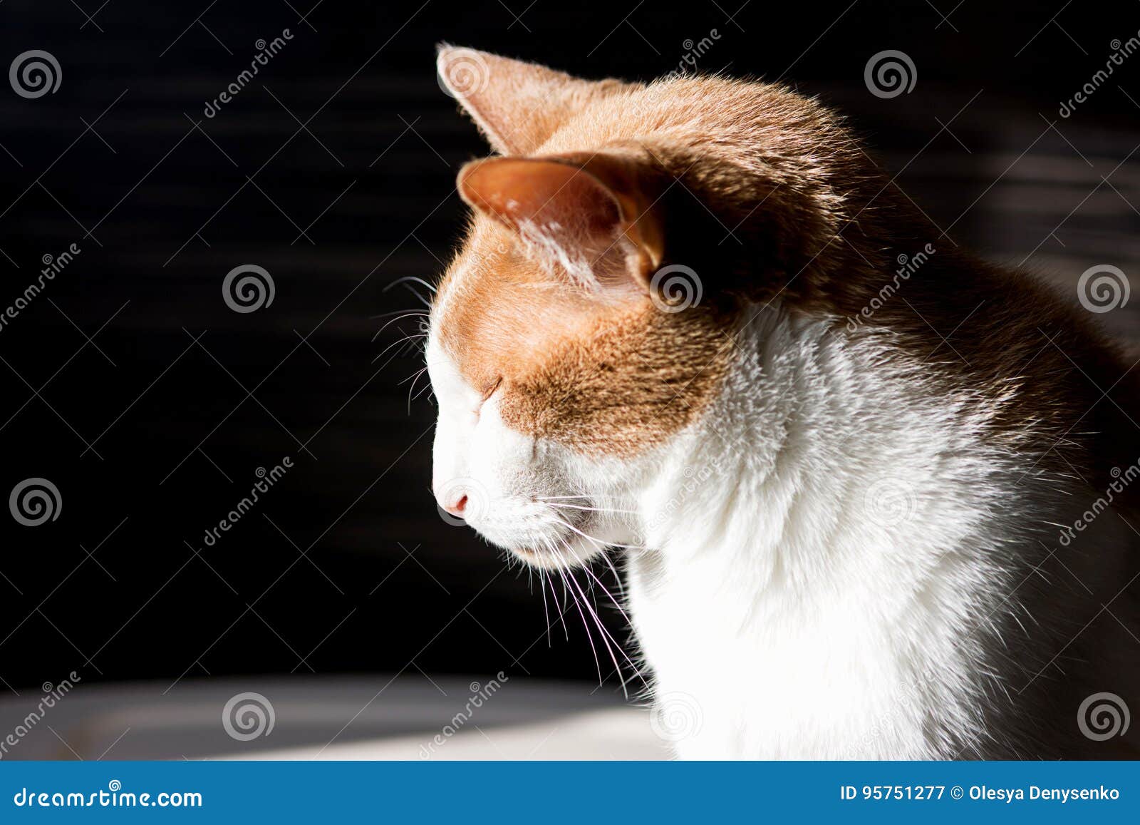 White with Red Cat. Real Best Cat Photo Stock Image - Image of kitten ...