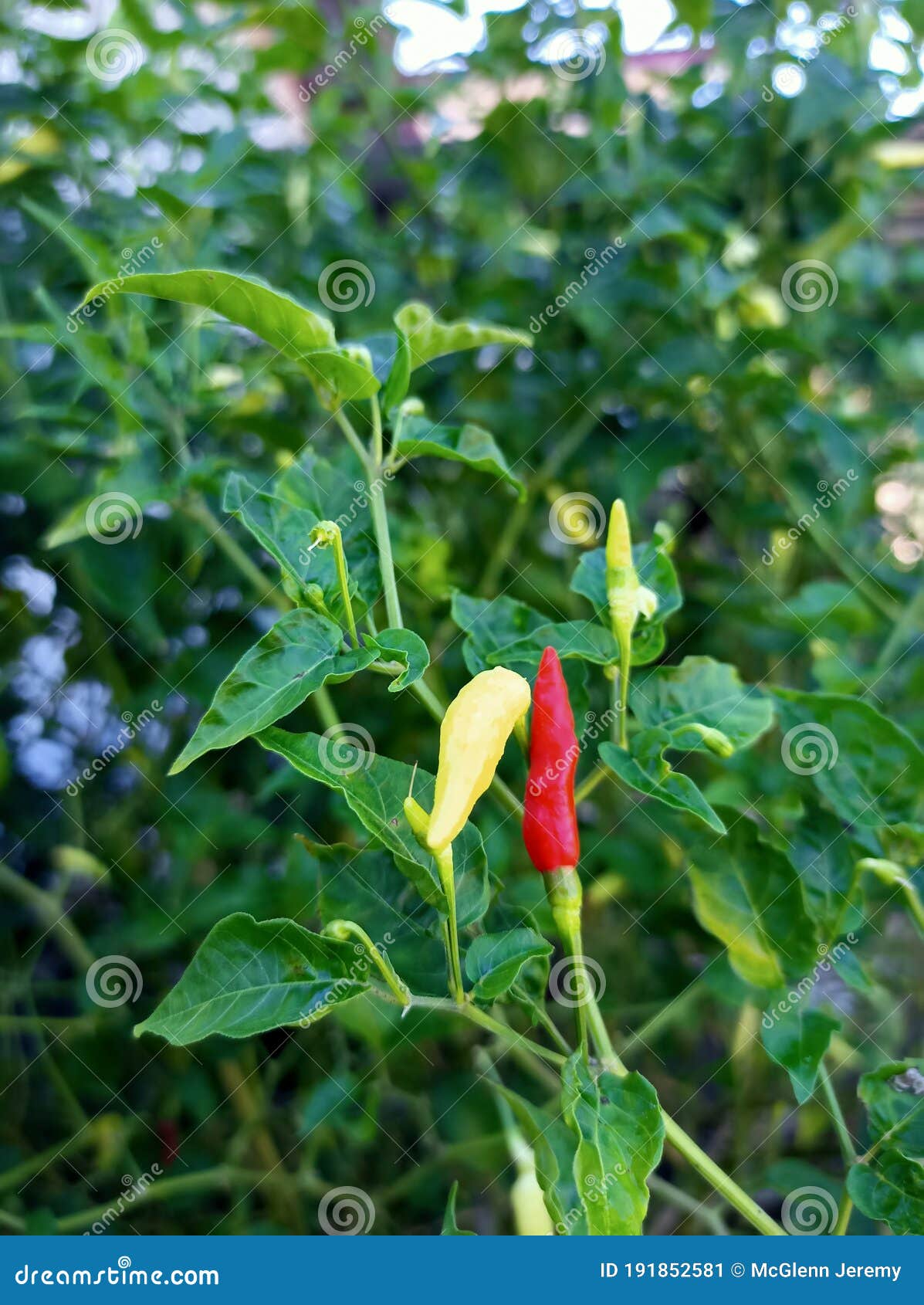 Red Chilli Paper On White Background Stock Photography | CartoonDealer ...