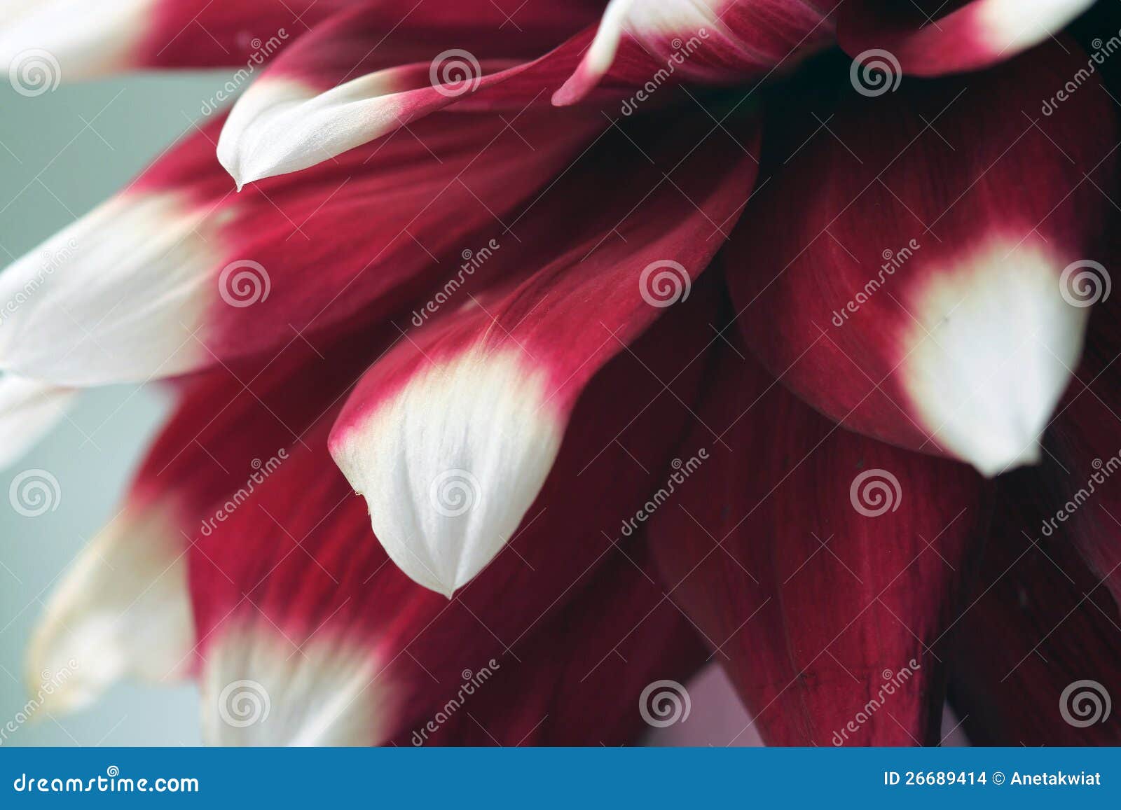 White and red dahlia fower stock photo. Image of closeup - 26689414
