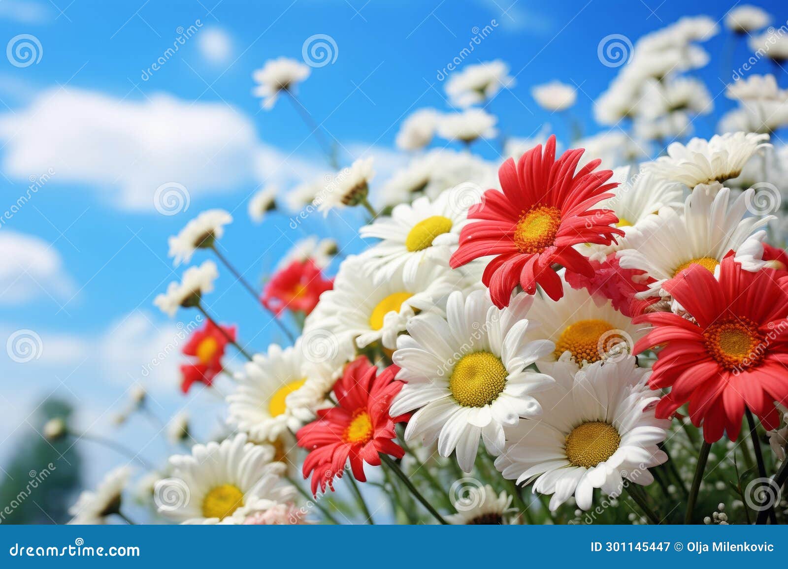 White and Red Daisies on the Background of the Blue Sky. Stock ...
