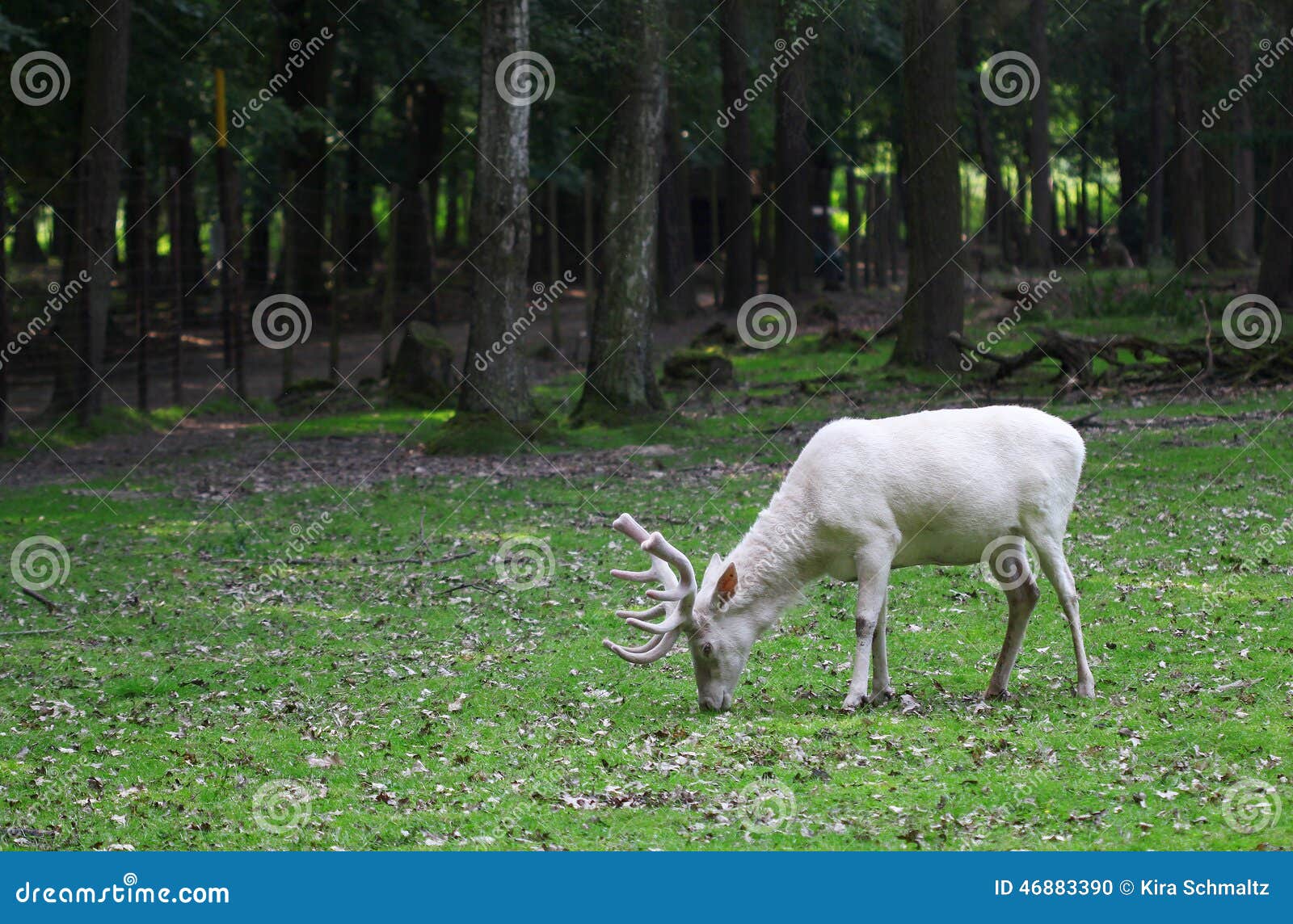 White Red Deer Eating the Grass in the Forest Stock Photo - Image of ...