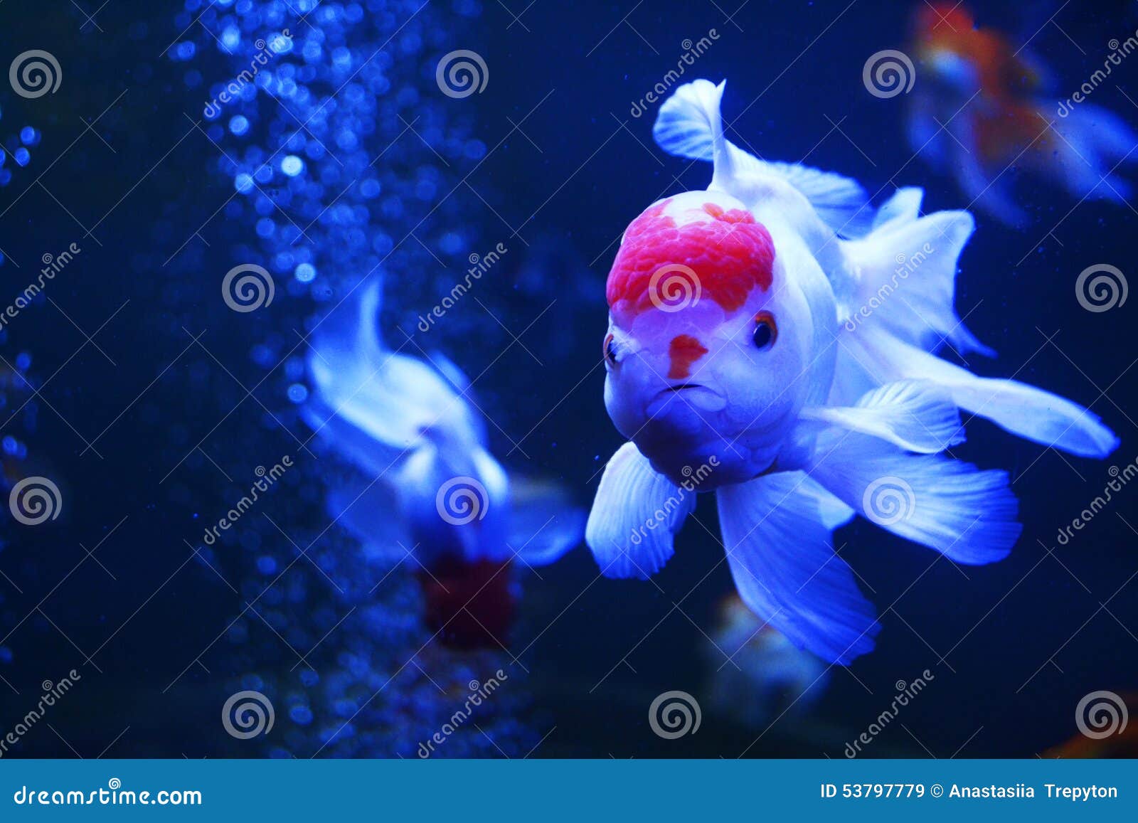 White and red fish stock image. Image of water, white - 53797779