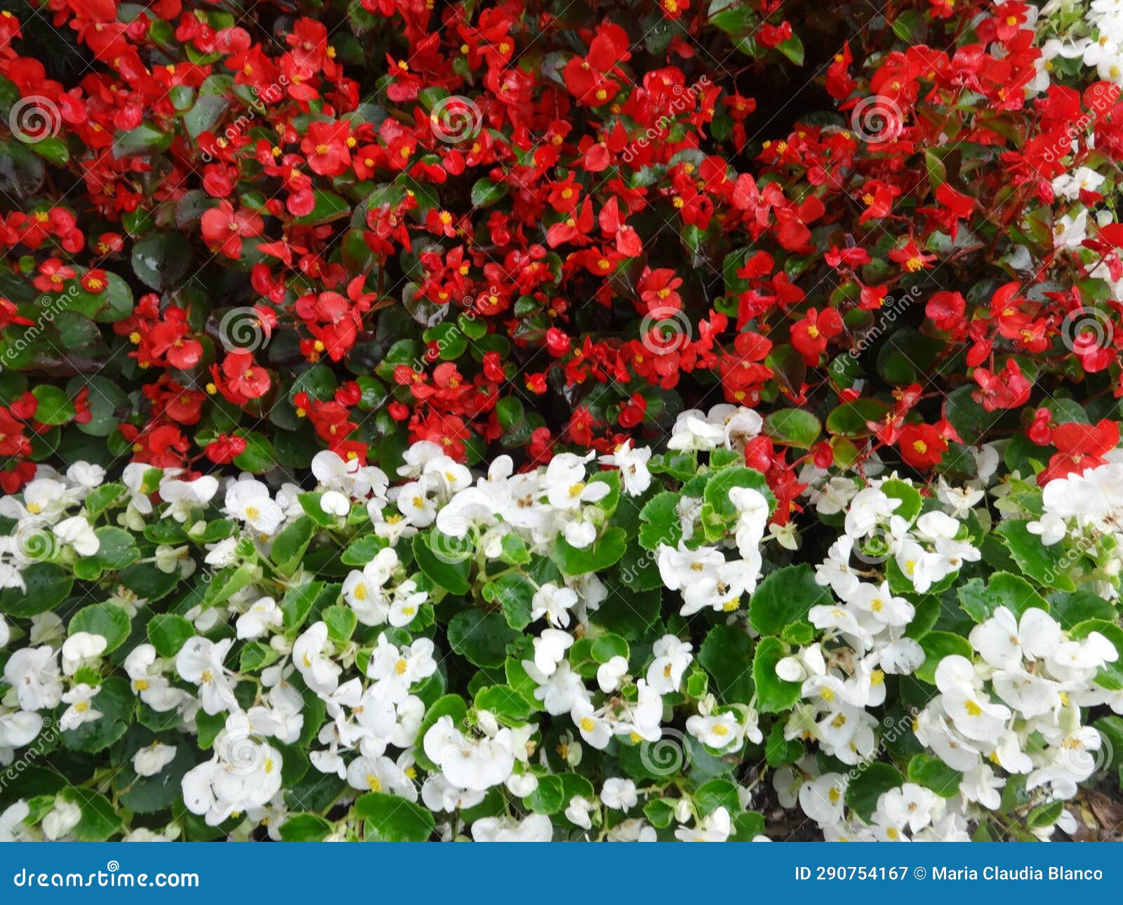 White and Red Flowers in a Park in Germany Stock Image - Image of white ...