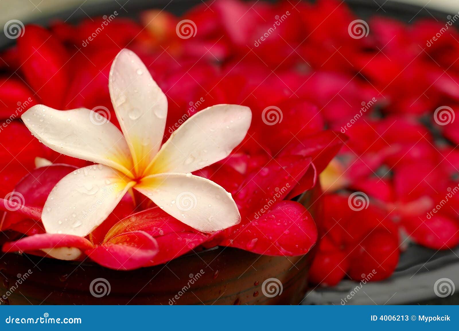 White and Red Frangipanis stock image. Image of frangipani - 4006213