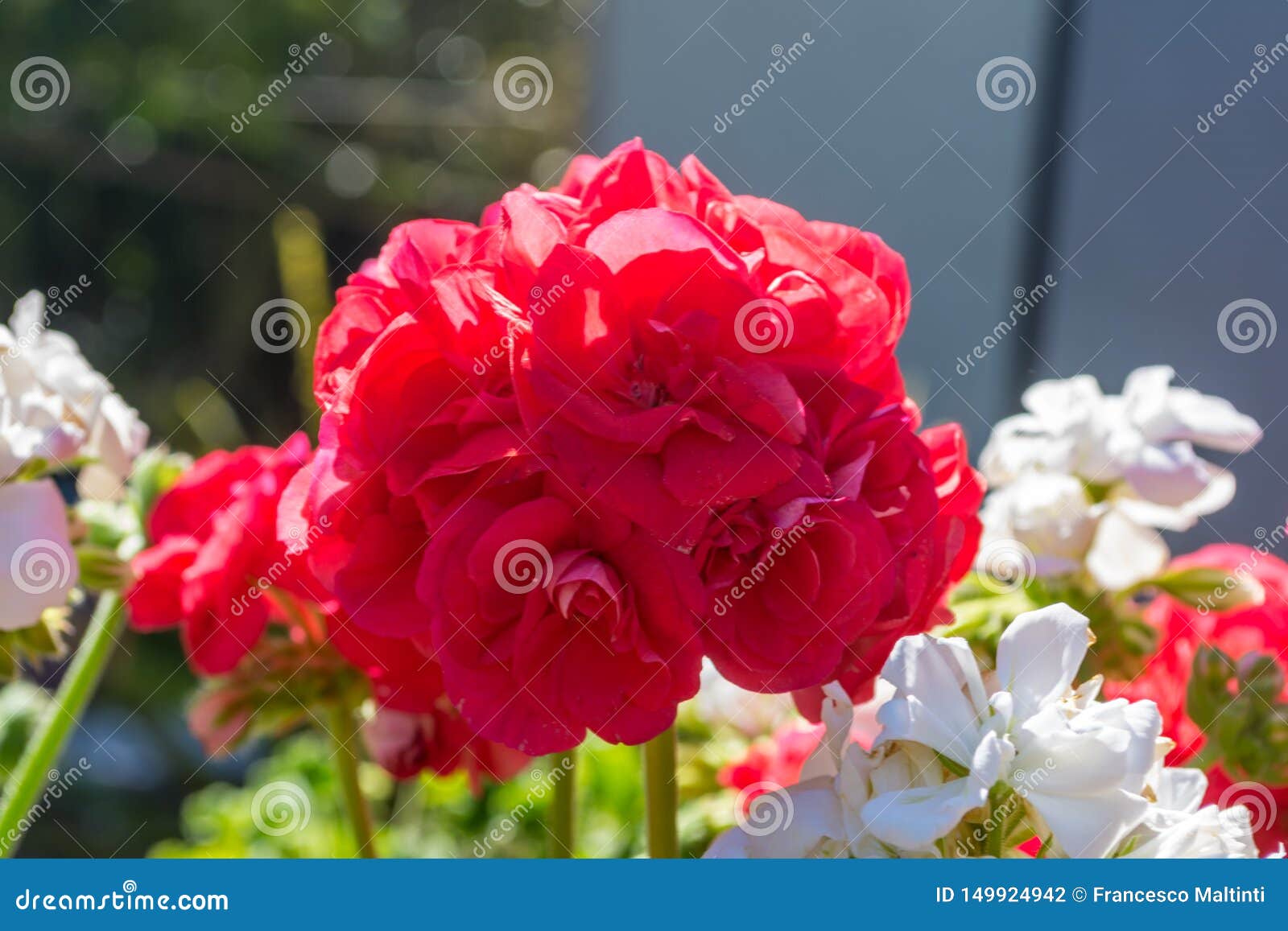 White and red geraniums stock photo. Image of stem, blossom - 149924942