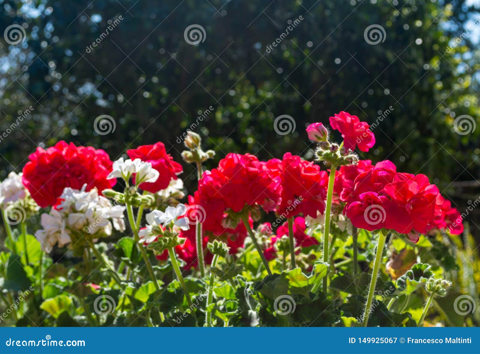 White and red geraniums stock image. Image of white - 149925067