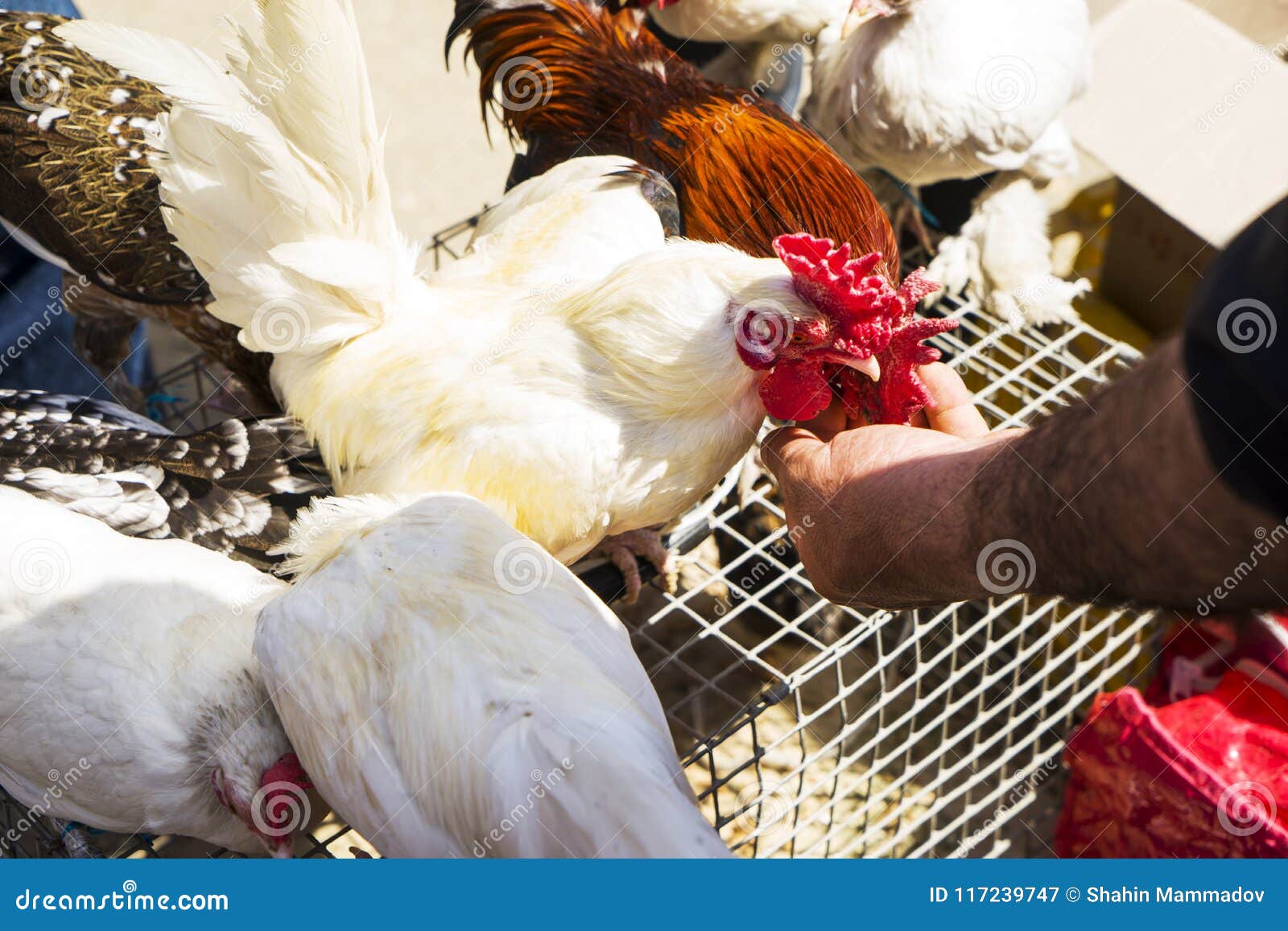 White and Red Hens Eating in Man Hand Stock Image - Image of black ...