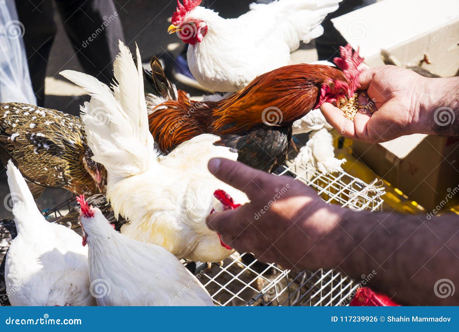 White and Red Hens Eating in Man Hand Stock Photo - Image of chick ...