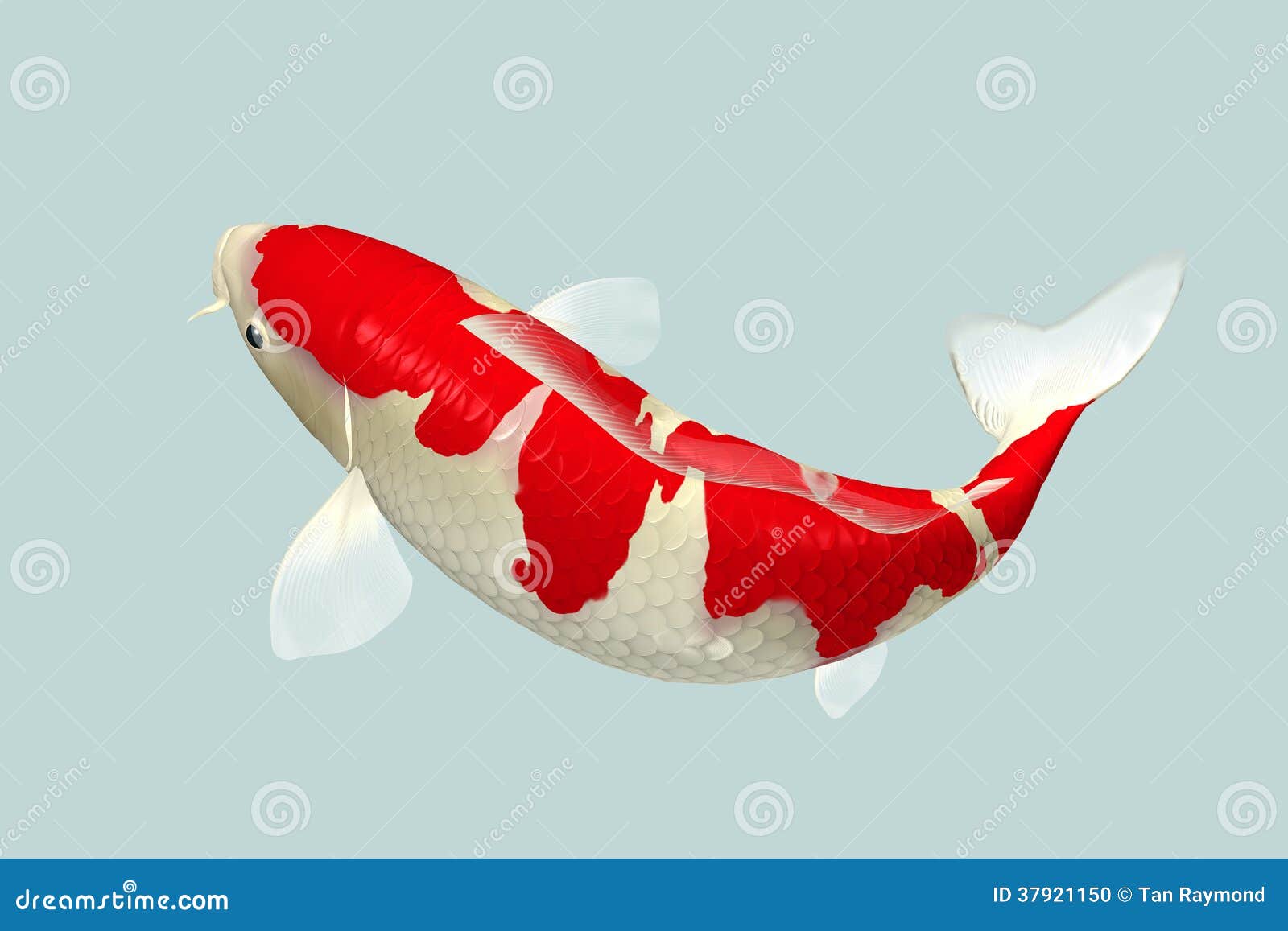 White & Red Koi Fish stock illustration. Illustration of cultivated ...