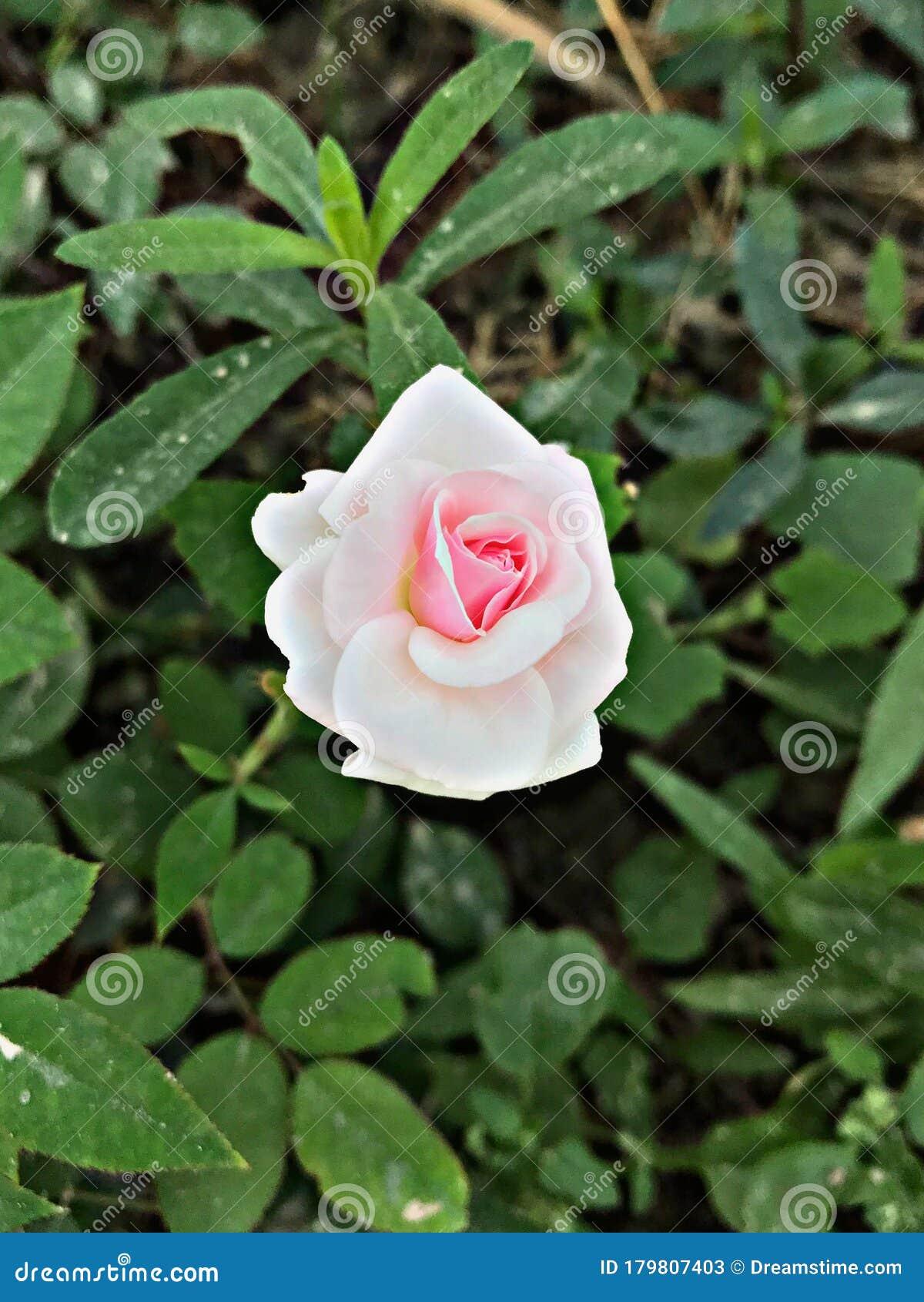 A White Red Mix Colour Rose Rose Stock Image - Image of colour, beauty ...