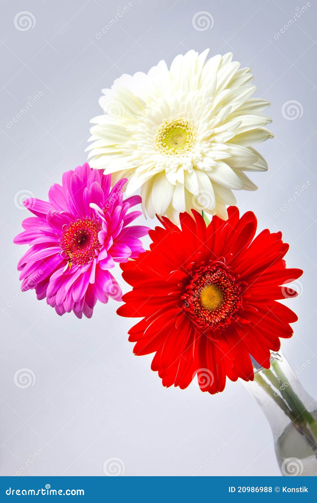 White red and pink flower stock photo. Image of bunch - 20986988