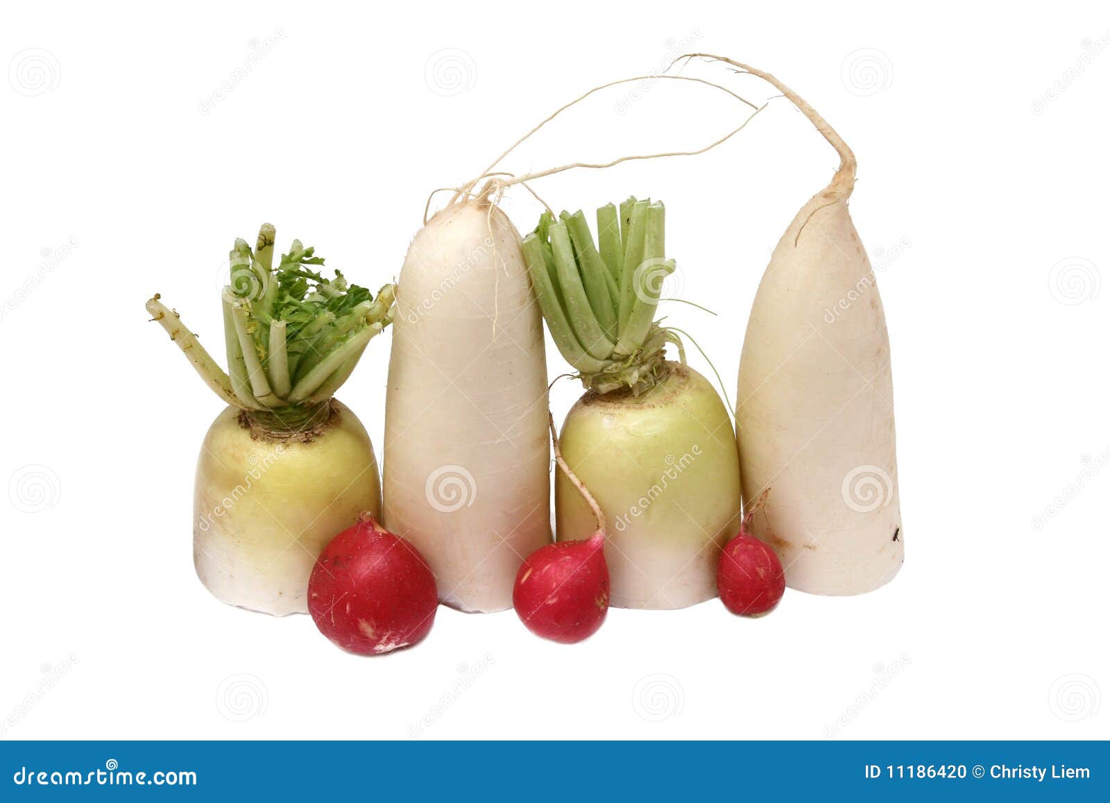 White and red radish_2 stock photo. Image of kitchen - 11186420