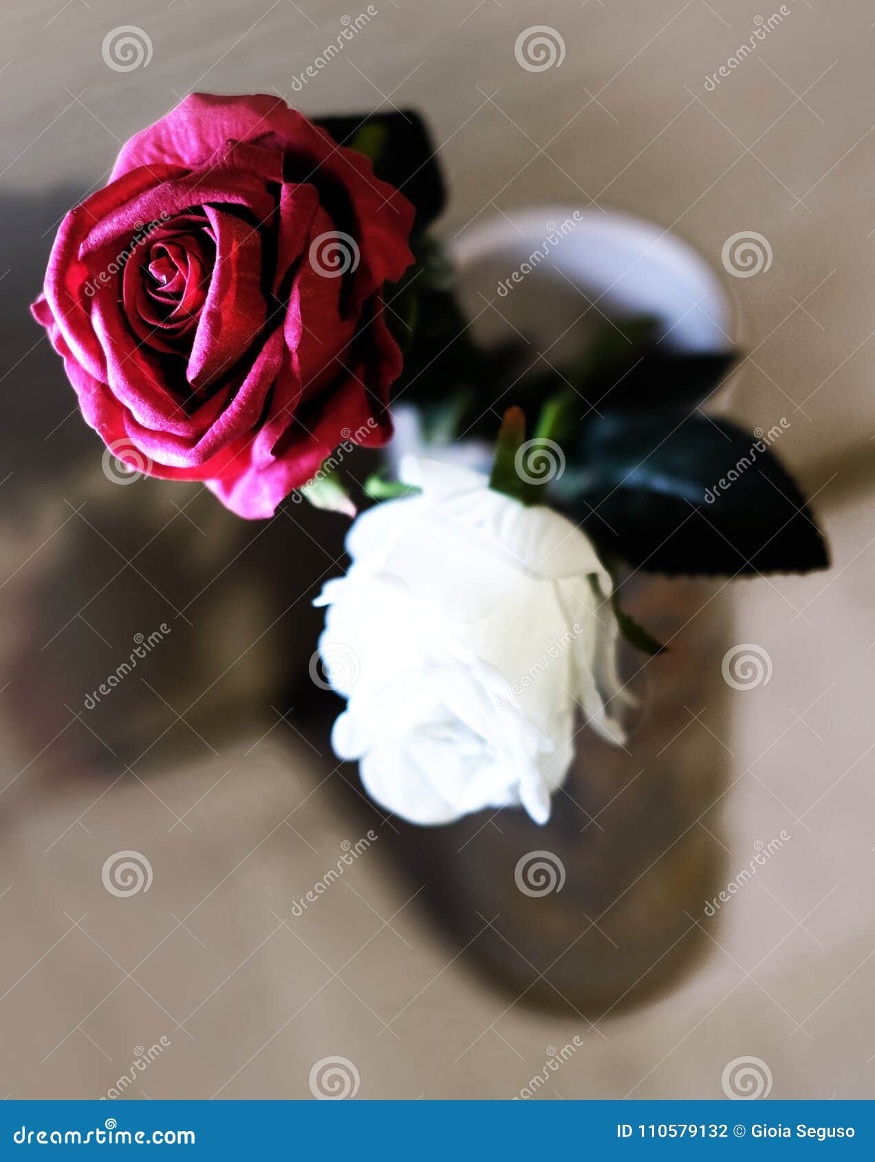 White and red roae stock photo. Image of roae, white - 110579132