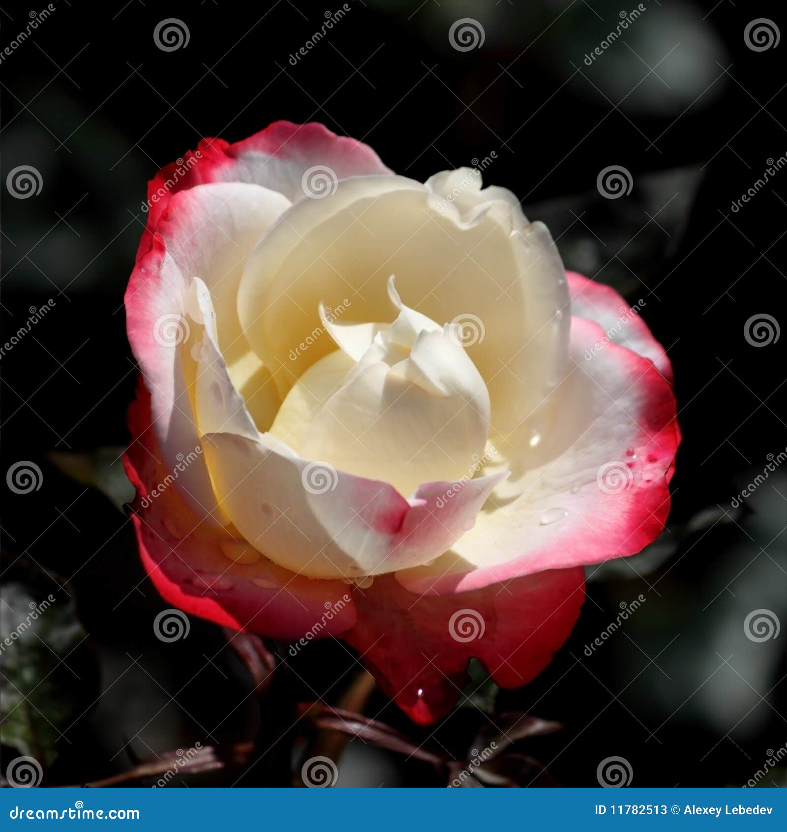 White-red rose stock image. Image of colored, beautiful - 11782513