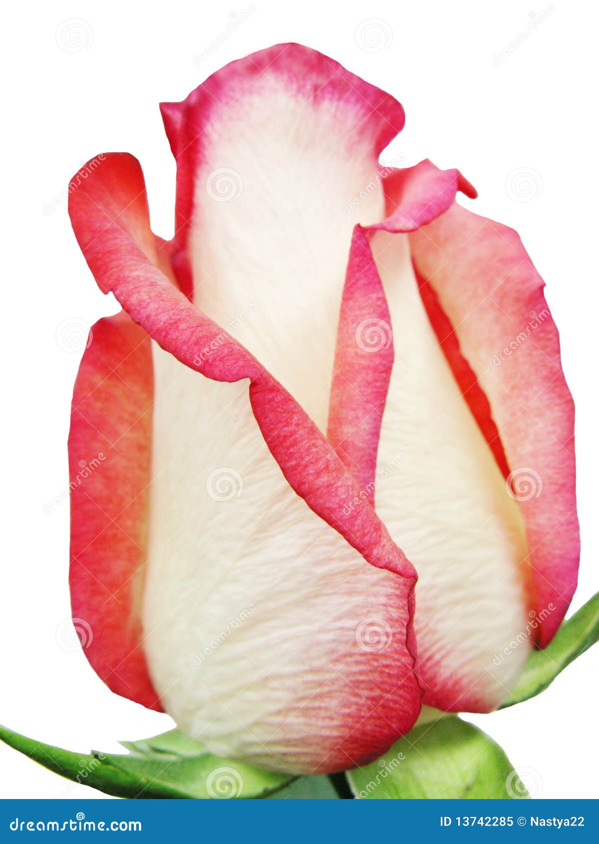 White and red rose stock image. Image of object, floral - 13742285