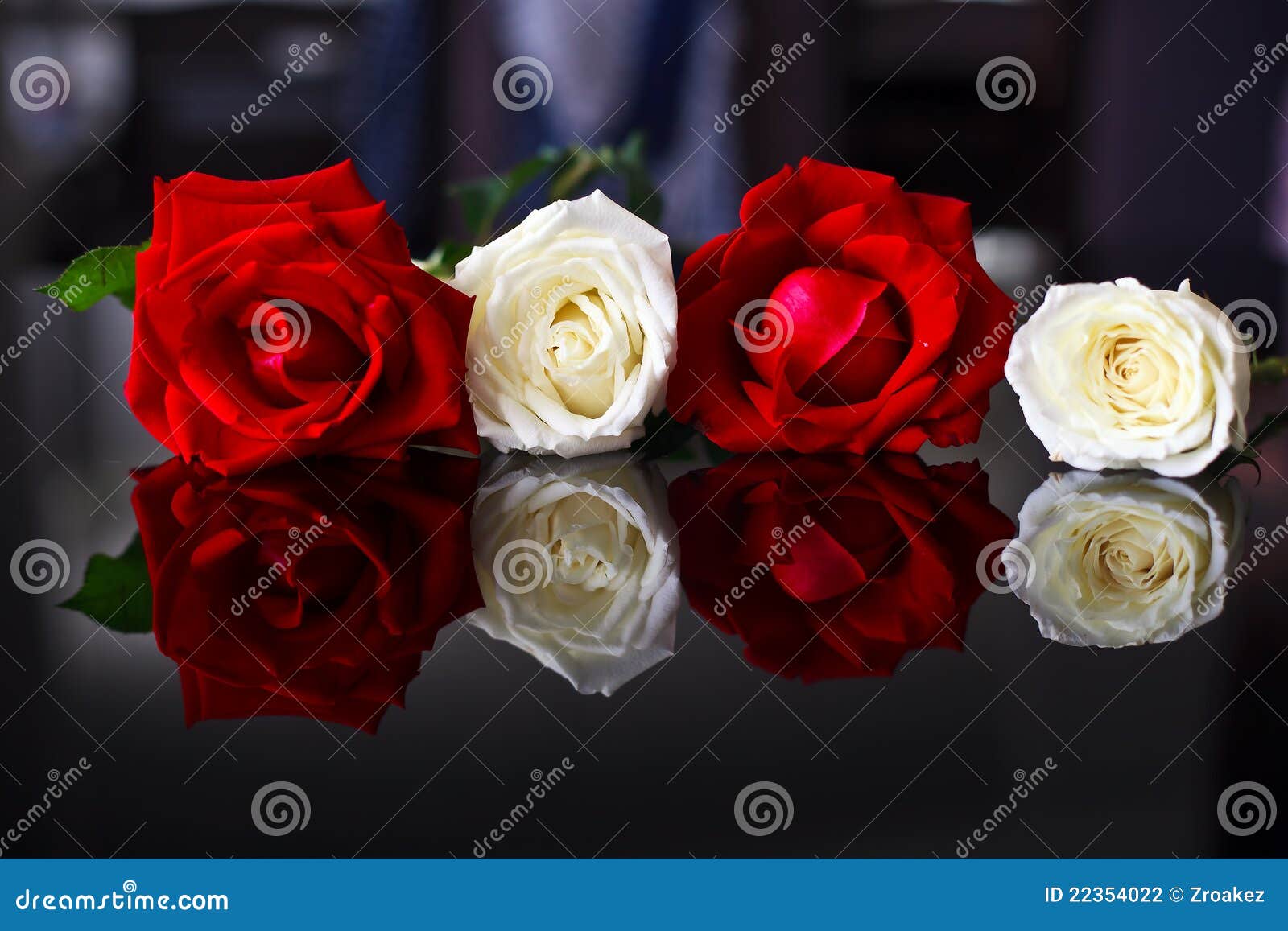 White and red rose stock photo. Image of bouquet, gift - 22354022